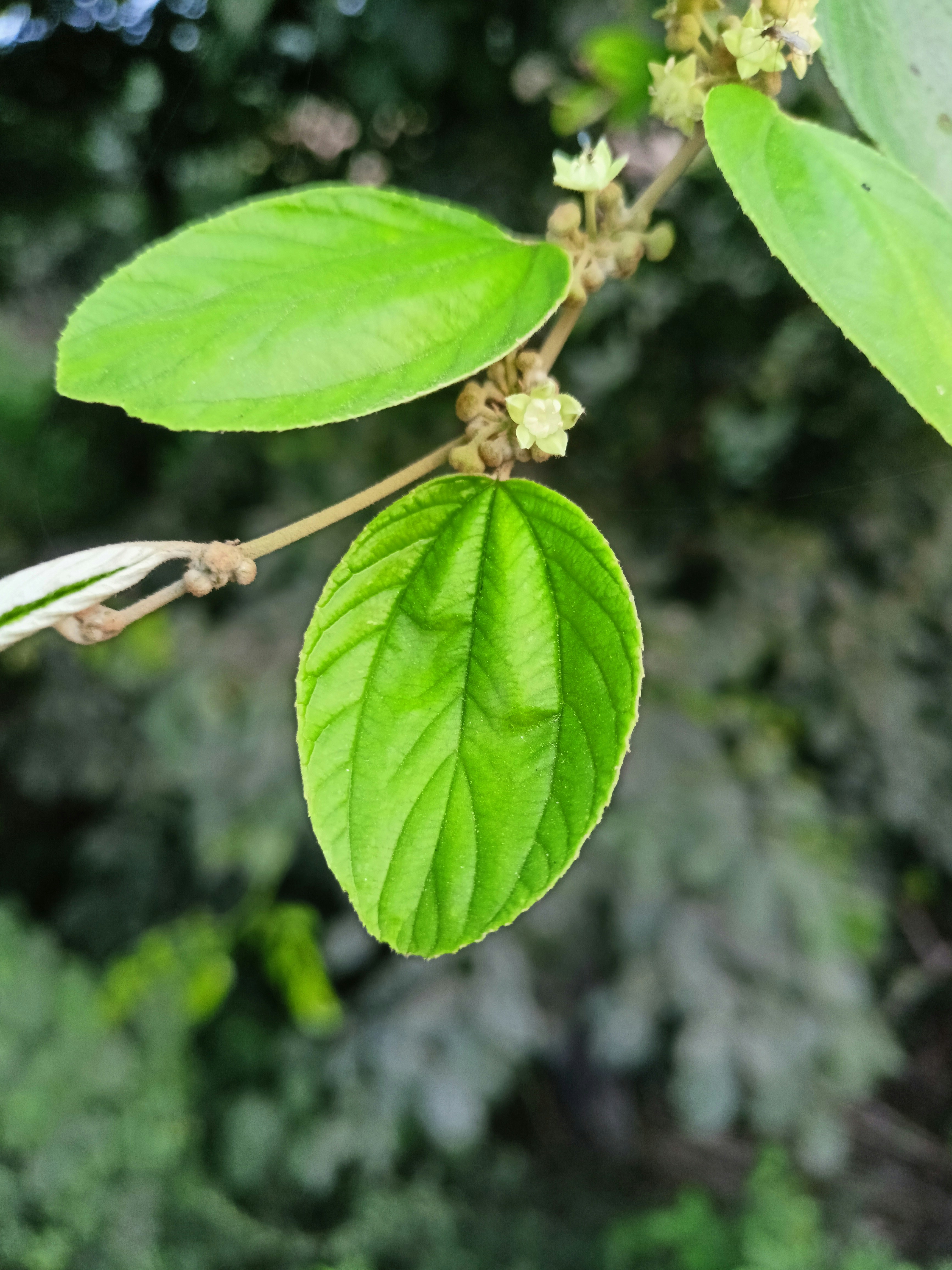 Close-up of a vibrant green leaf showcasing intricate textures and details, surrounded by blurred foliage. The image highlights the beauty of natural flora.