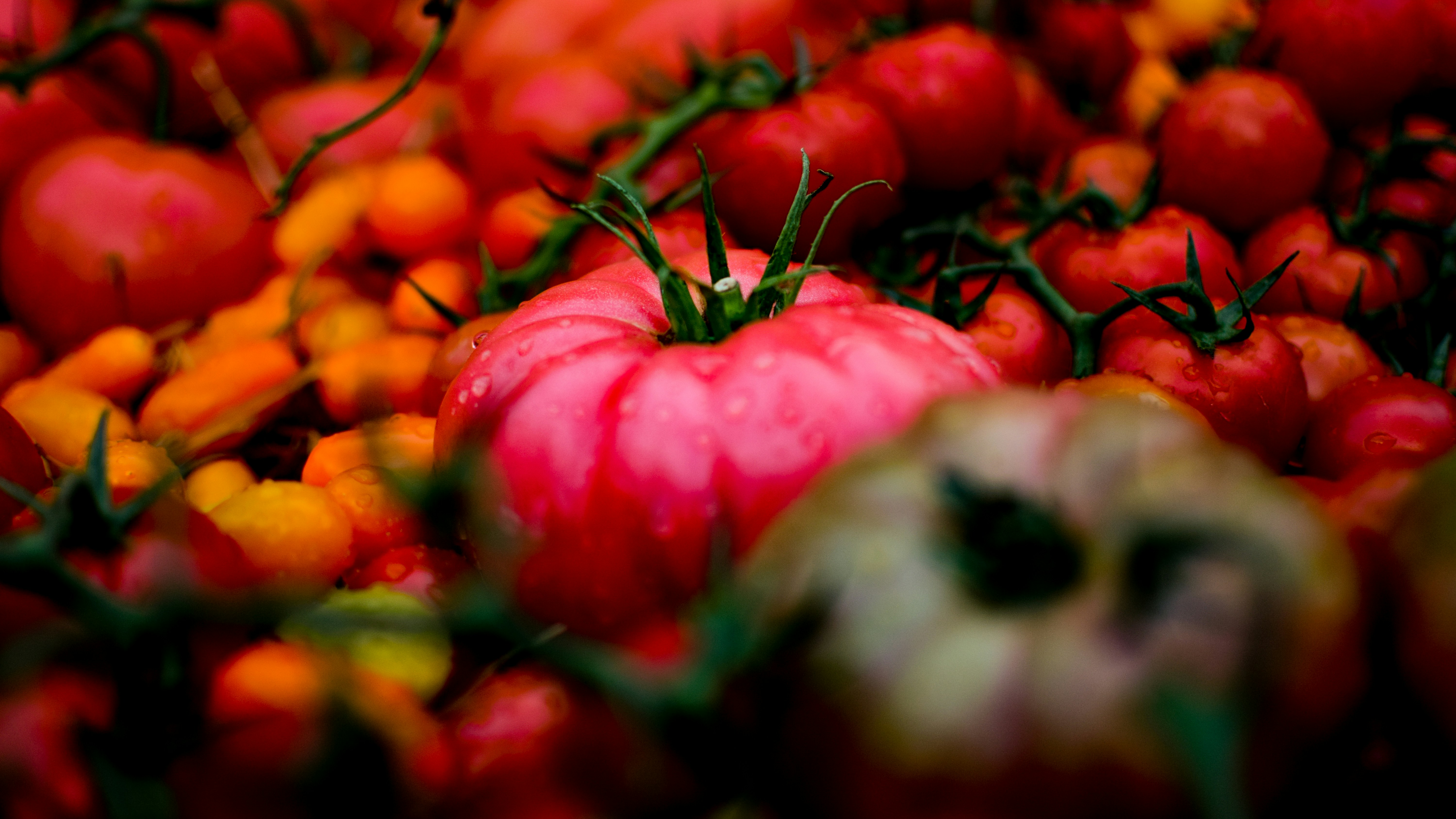 Pink Heirloom Tomato Reigns Over a Sea of Red Cherry Tomatoes