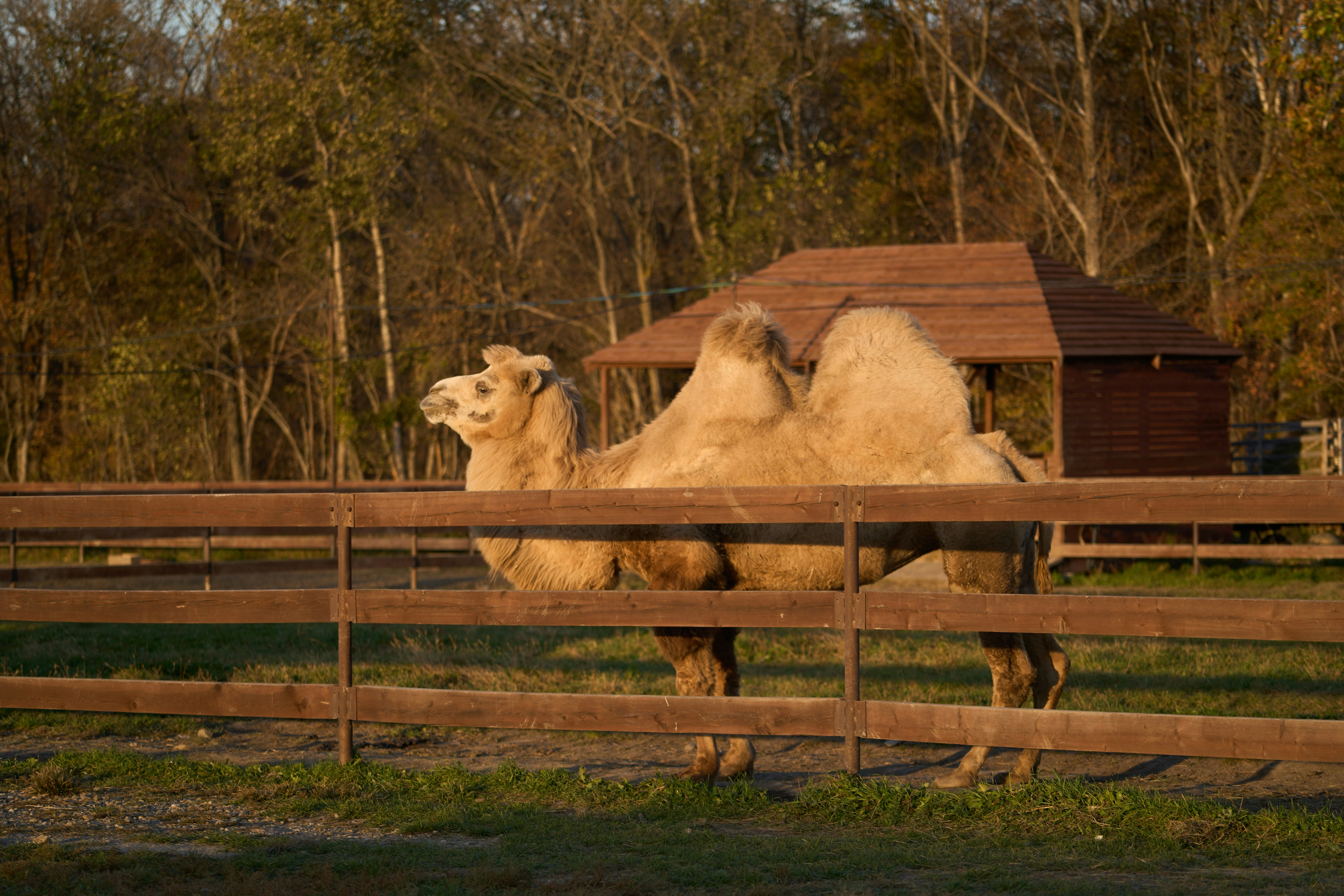 Two camels standing next to a wooden fence photo – Free Россия Image on ...