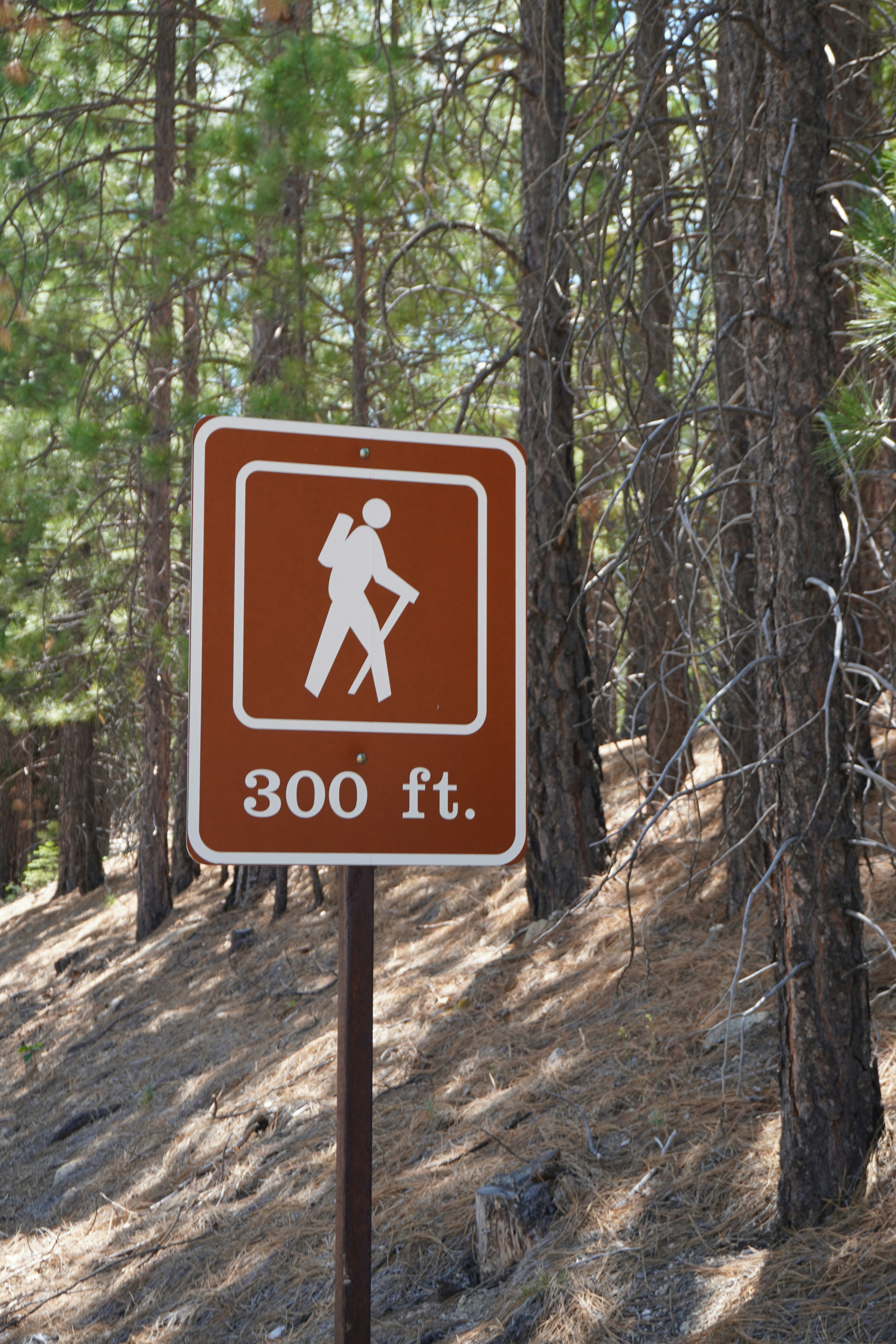 300-Foot Trail Sign Amid Sunlit Pines