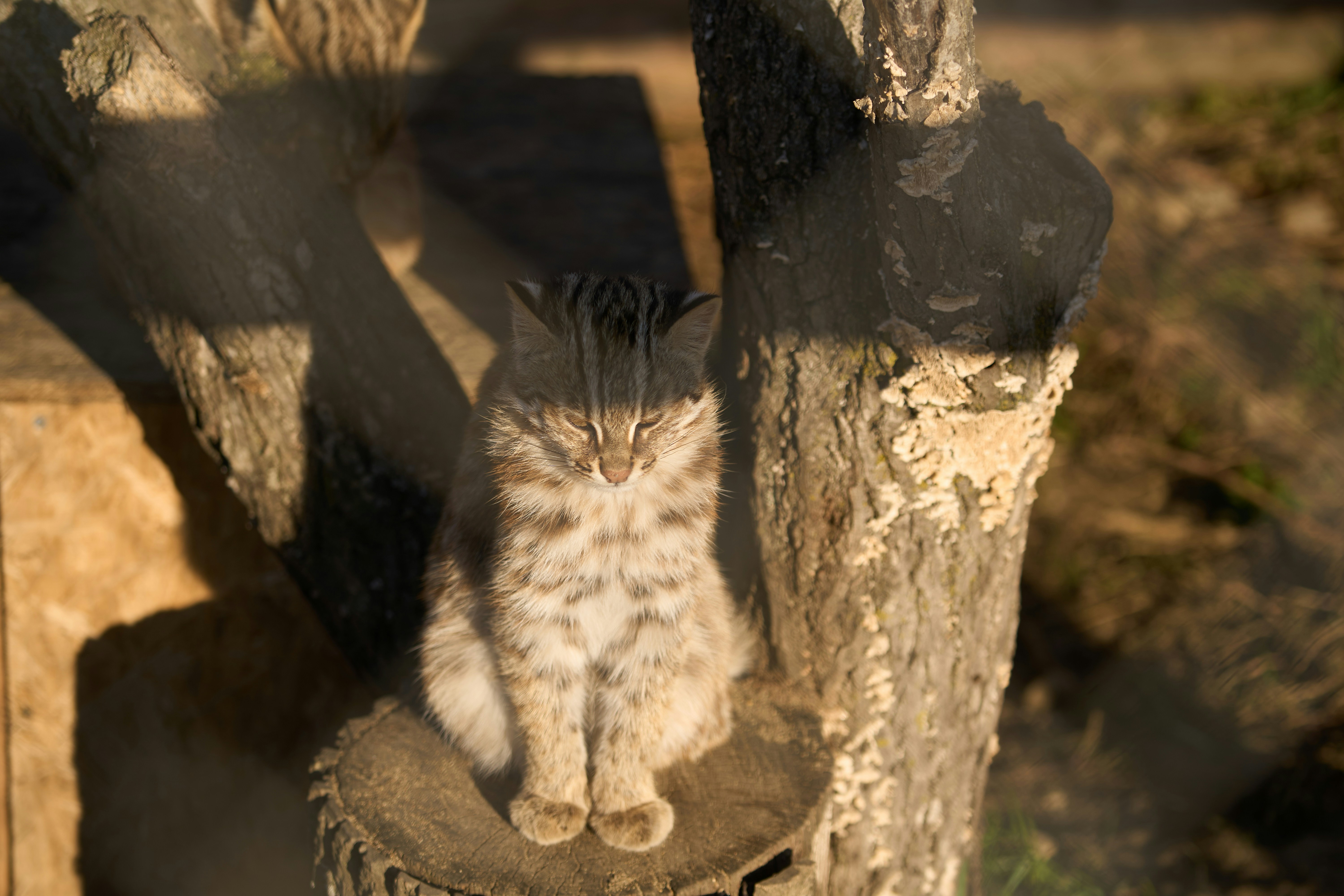 forest cat