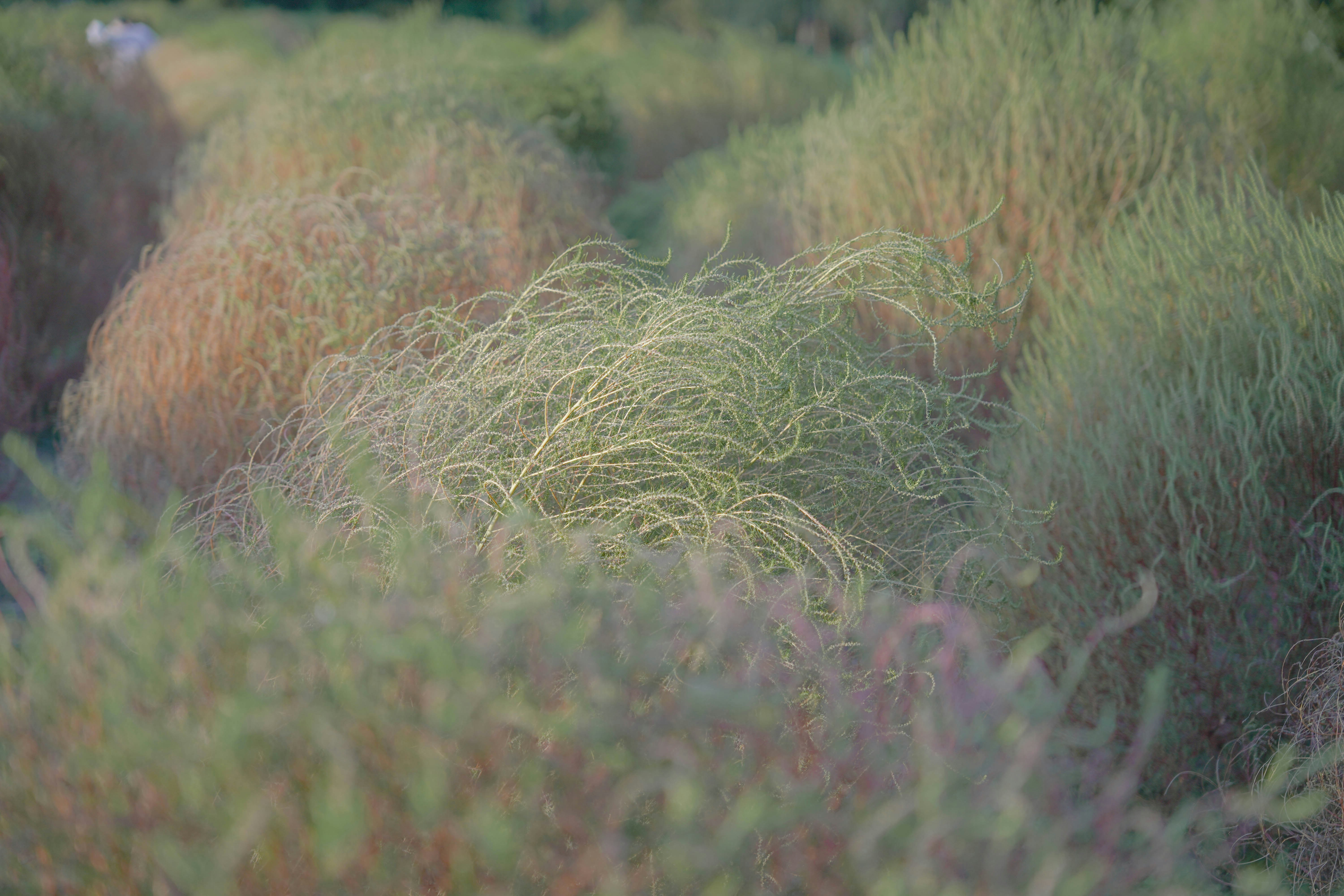Soft Meadow Glow: Delicate grasses in haze