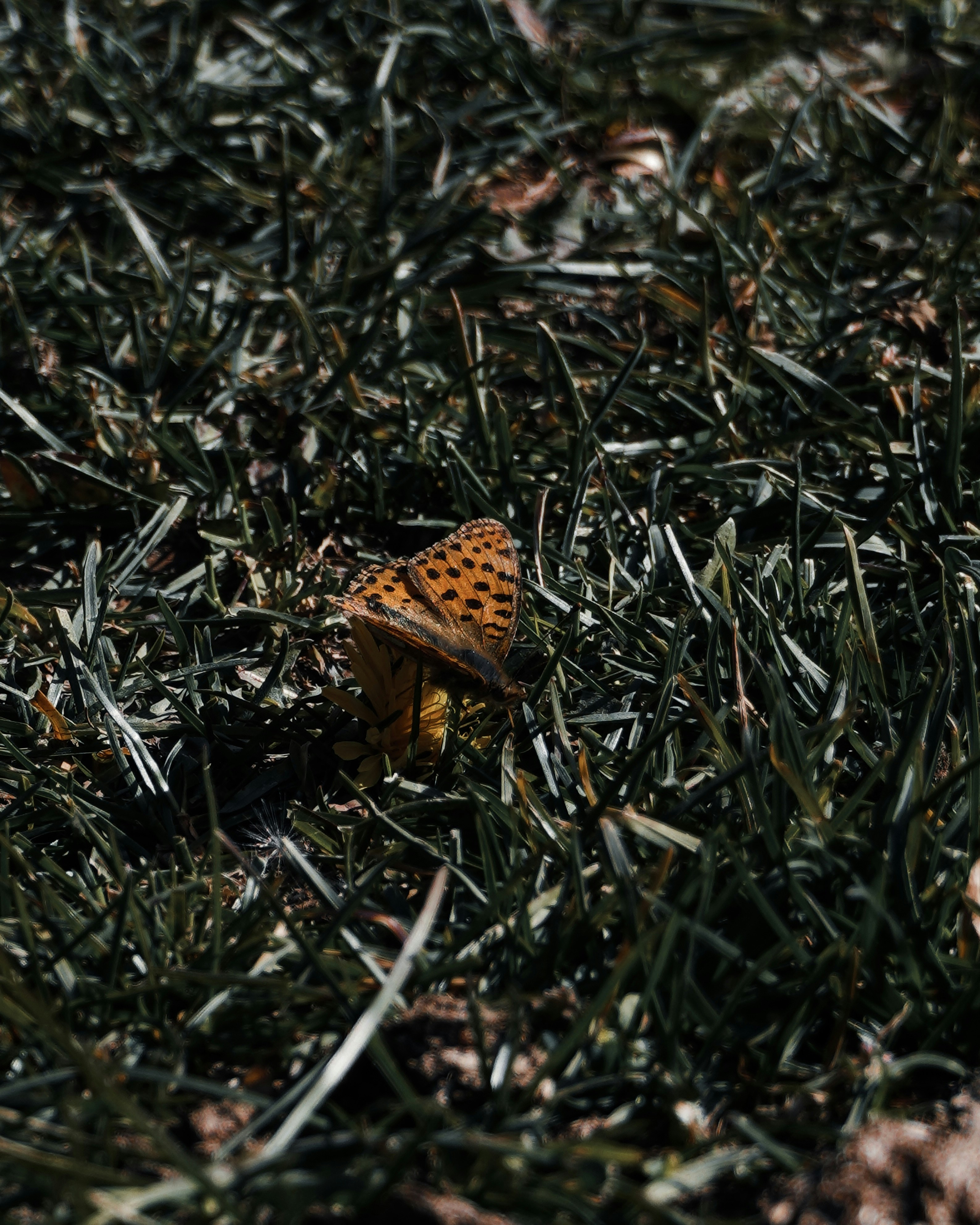 Copper-winged Glow Hidden in Shadowed Grass