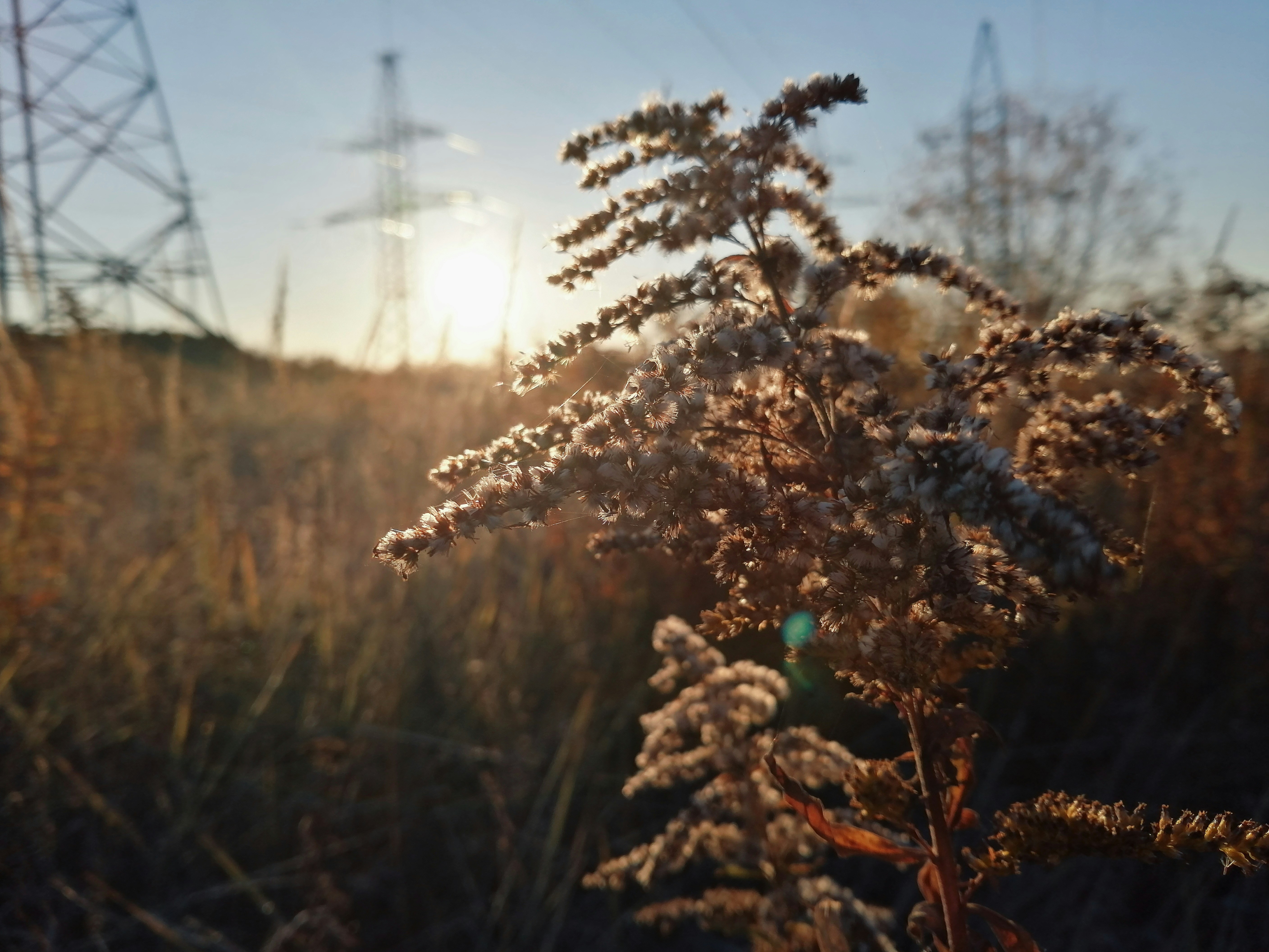 Golden Hour Grasses and Power Lines