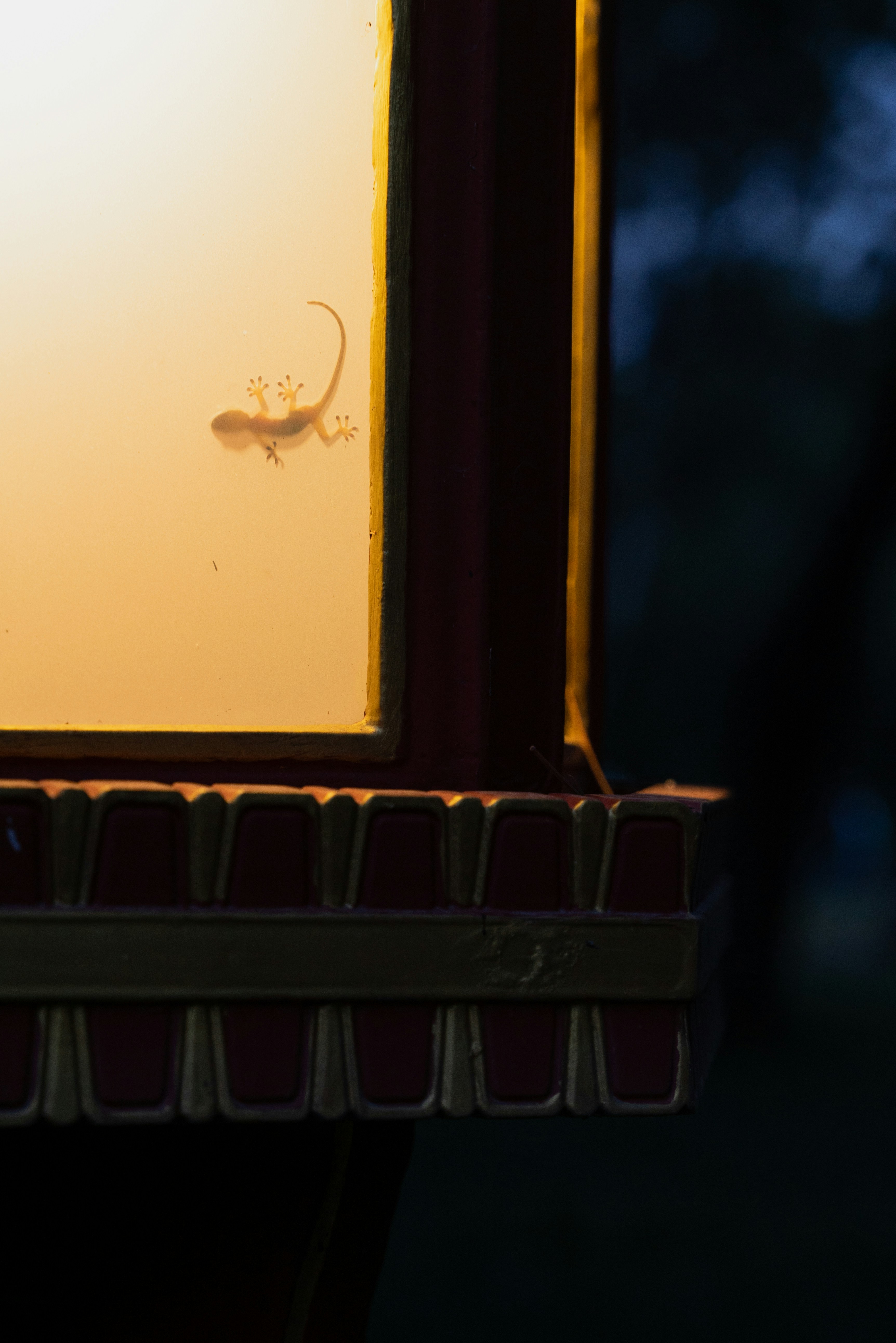 Gecko on a Warm Pane: A Quiet Glimpse Through Frosted Glass