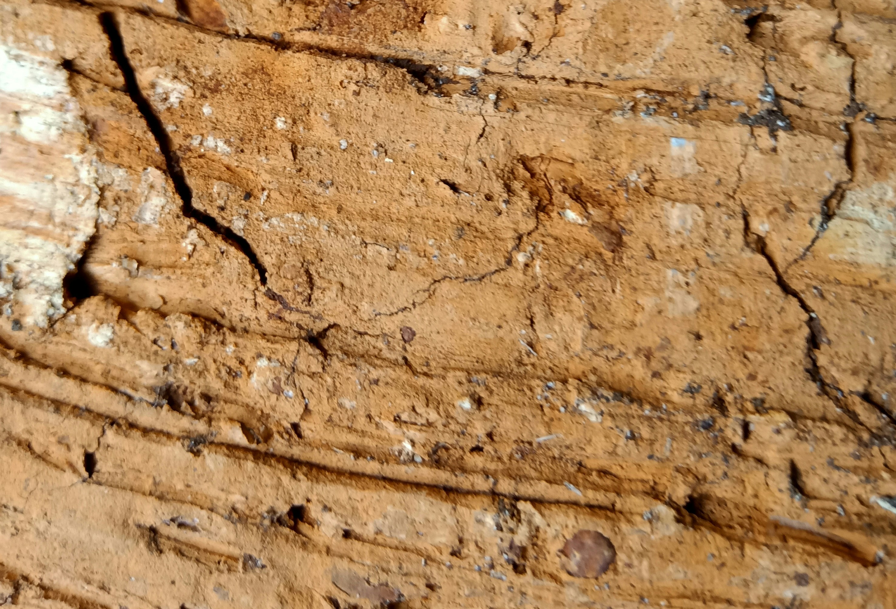 A close-up of a tree bark photo – Free Brick Image on Unsplash