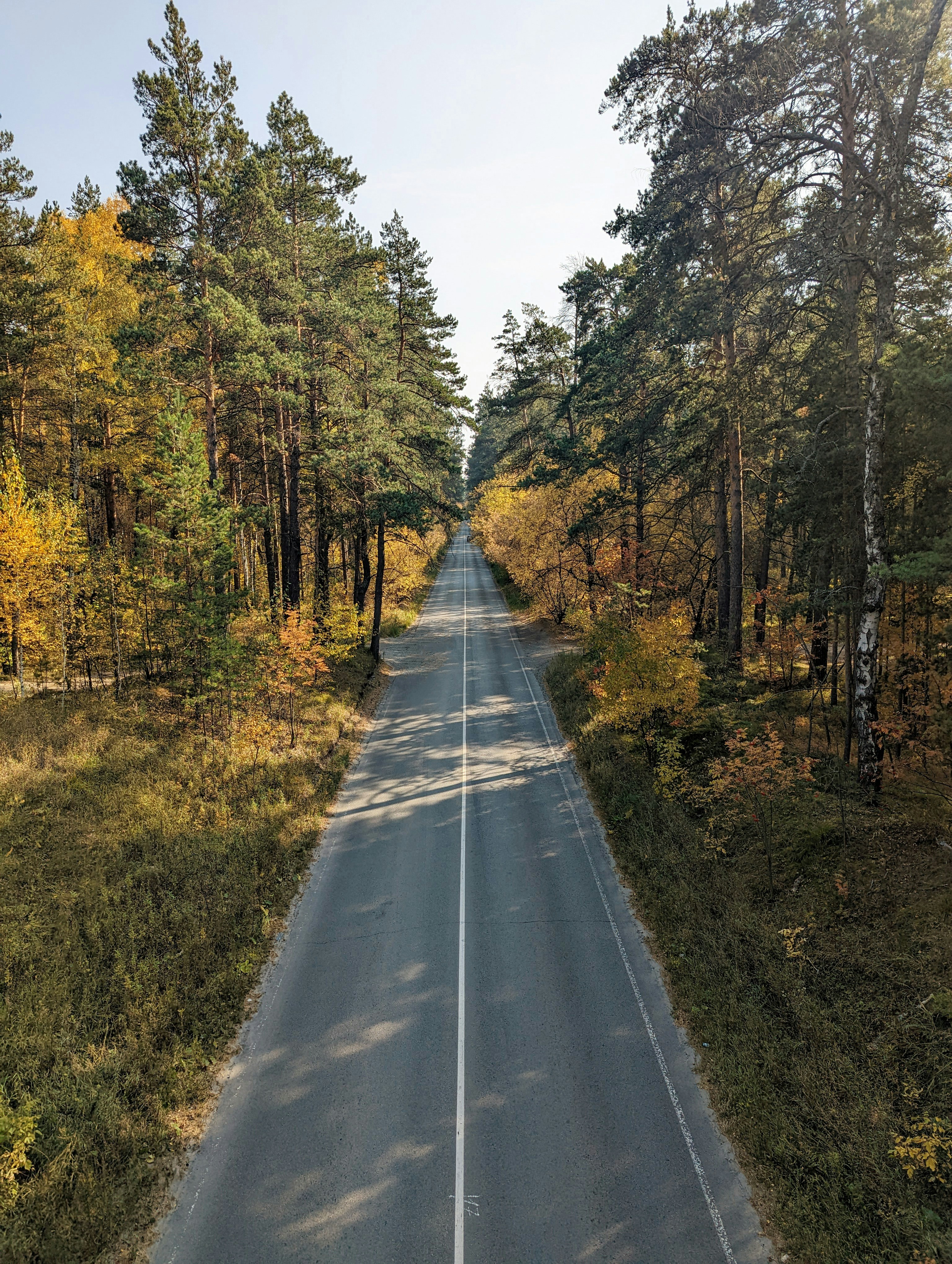 Autumn's Vanishing Point: A Quiet Road Through Gold and Green Pines
