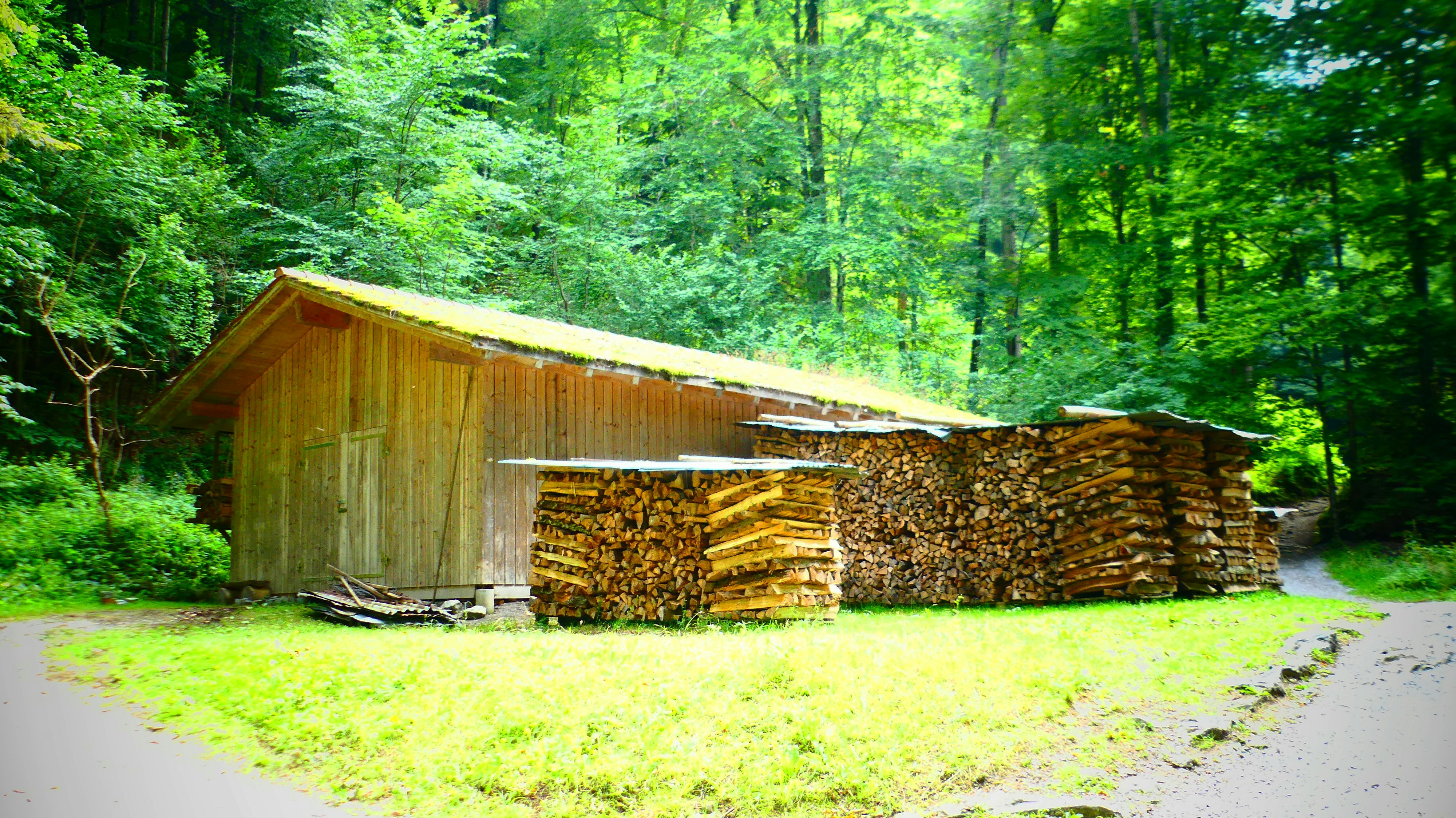 Forest Shed and Stacked Firewood: Quiet Rustic Harmony