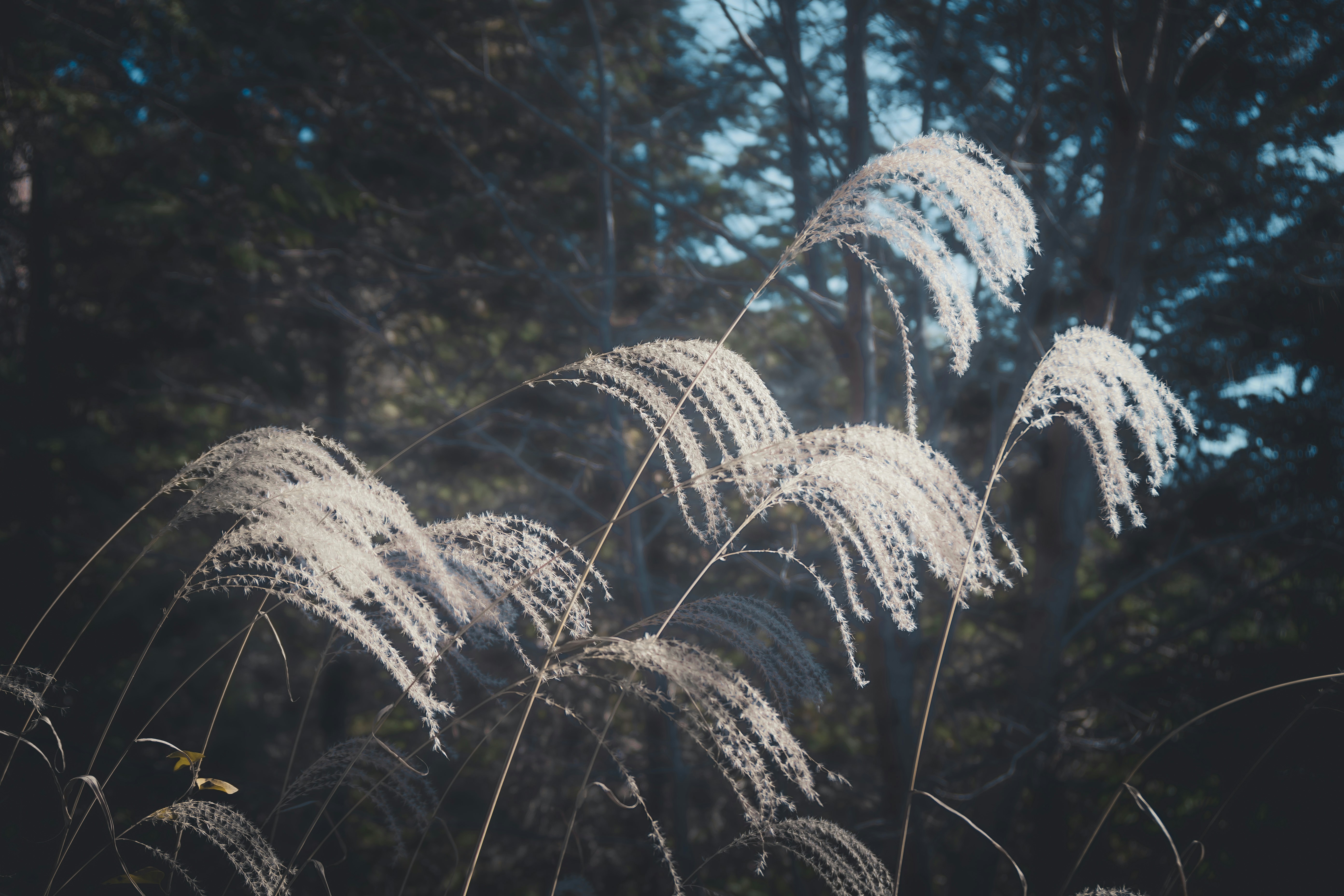 Whispering Plumes in the Forest's Quiet Glow