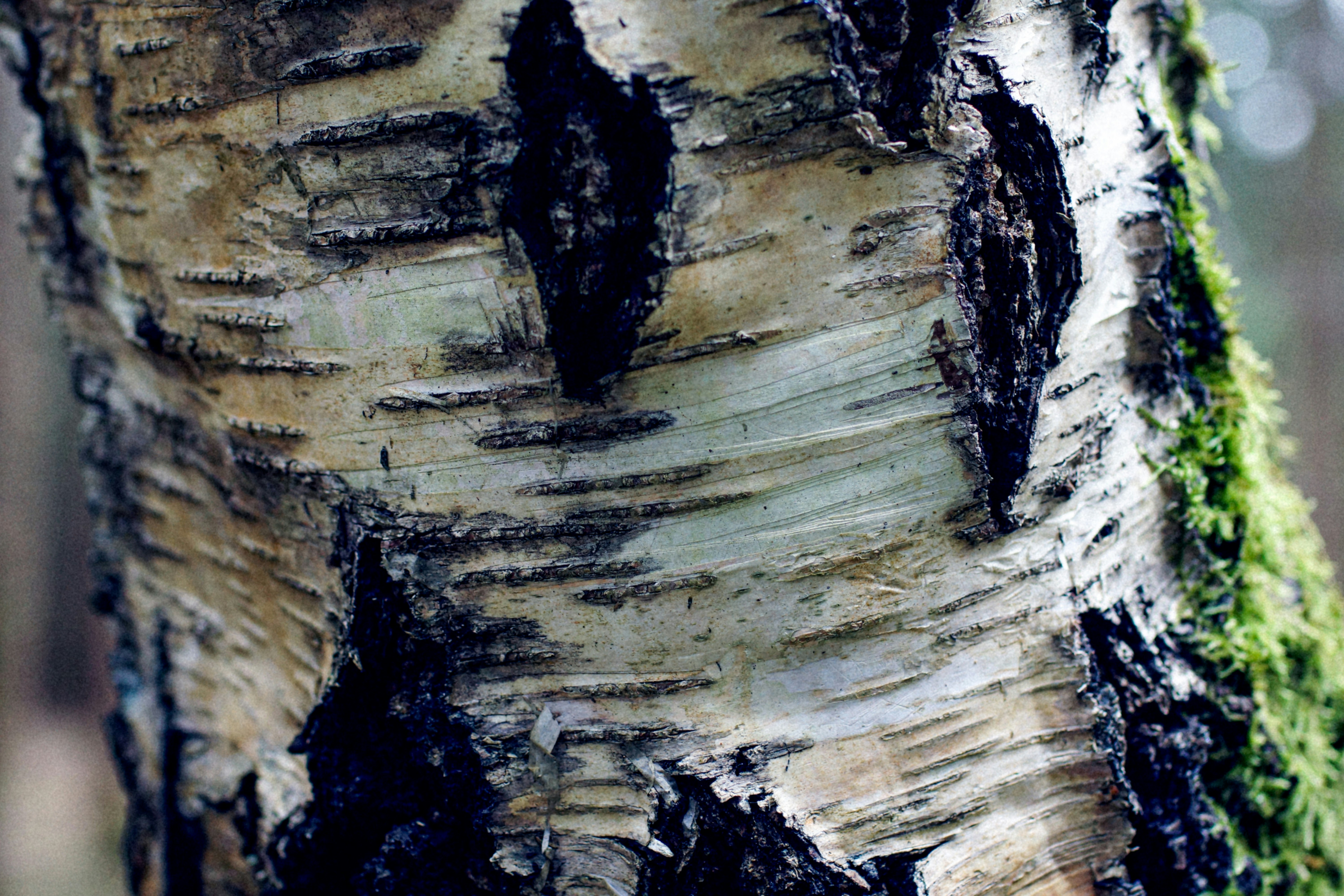 a close-up of a tree trunk
