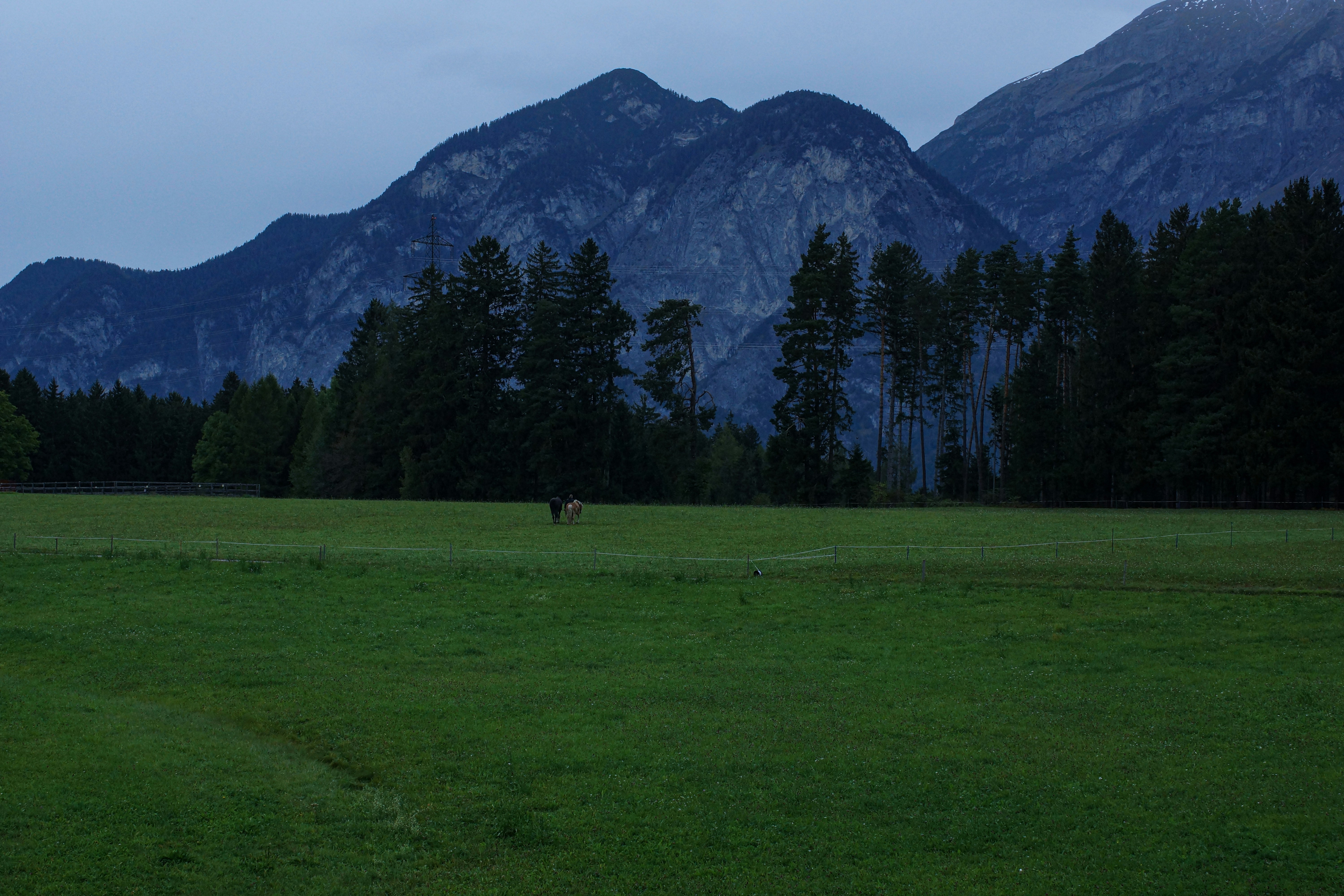 Un couple de chevaux dans un champ photo – Photo L'Autriche Gratuite ...