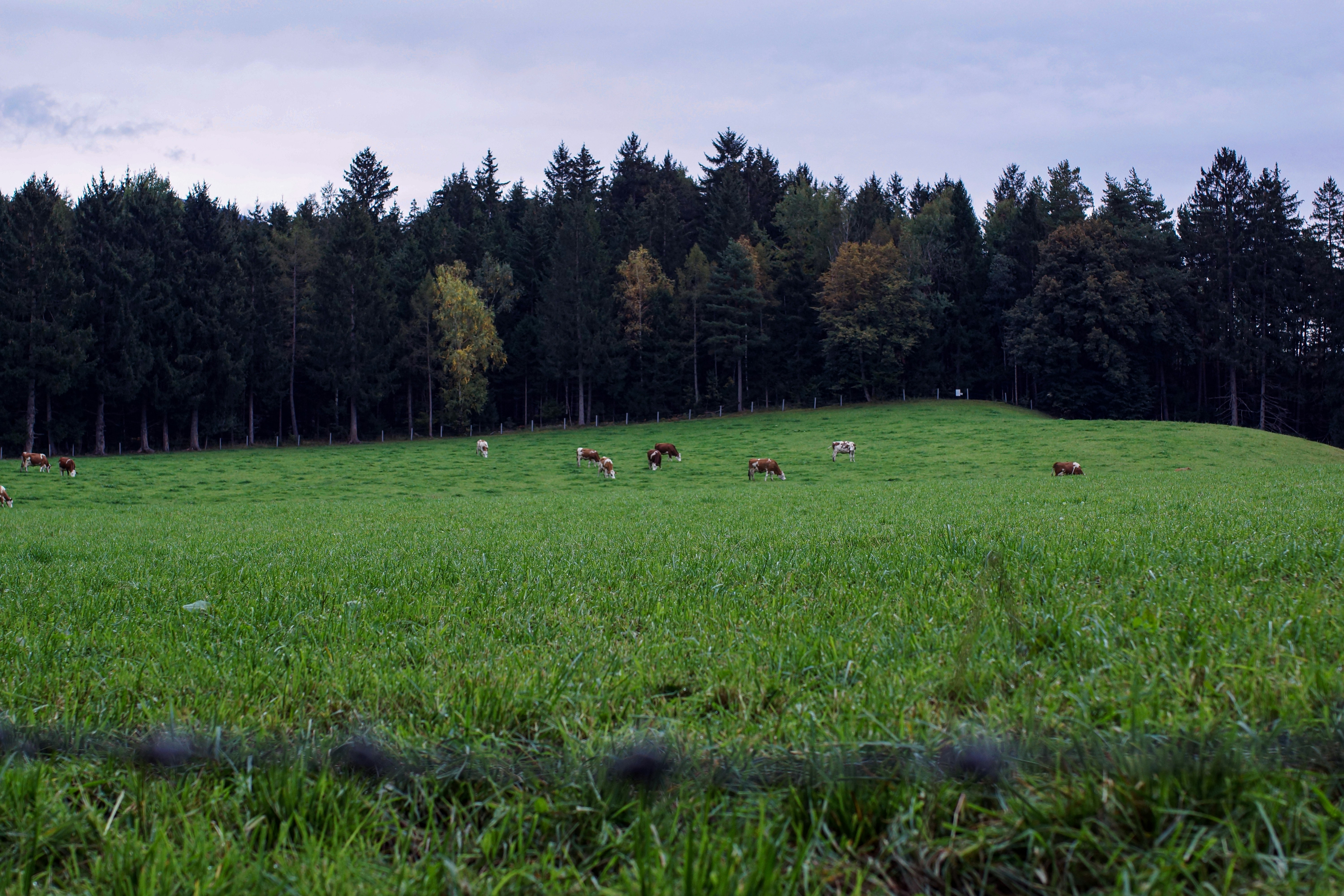 A group of animals stand in a grassy field photo – Free Green Image on ...