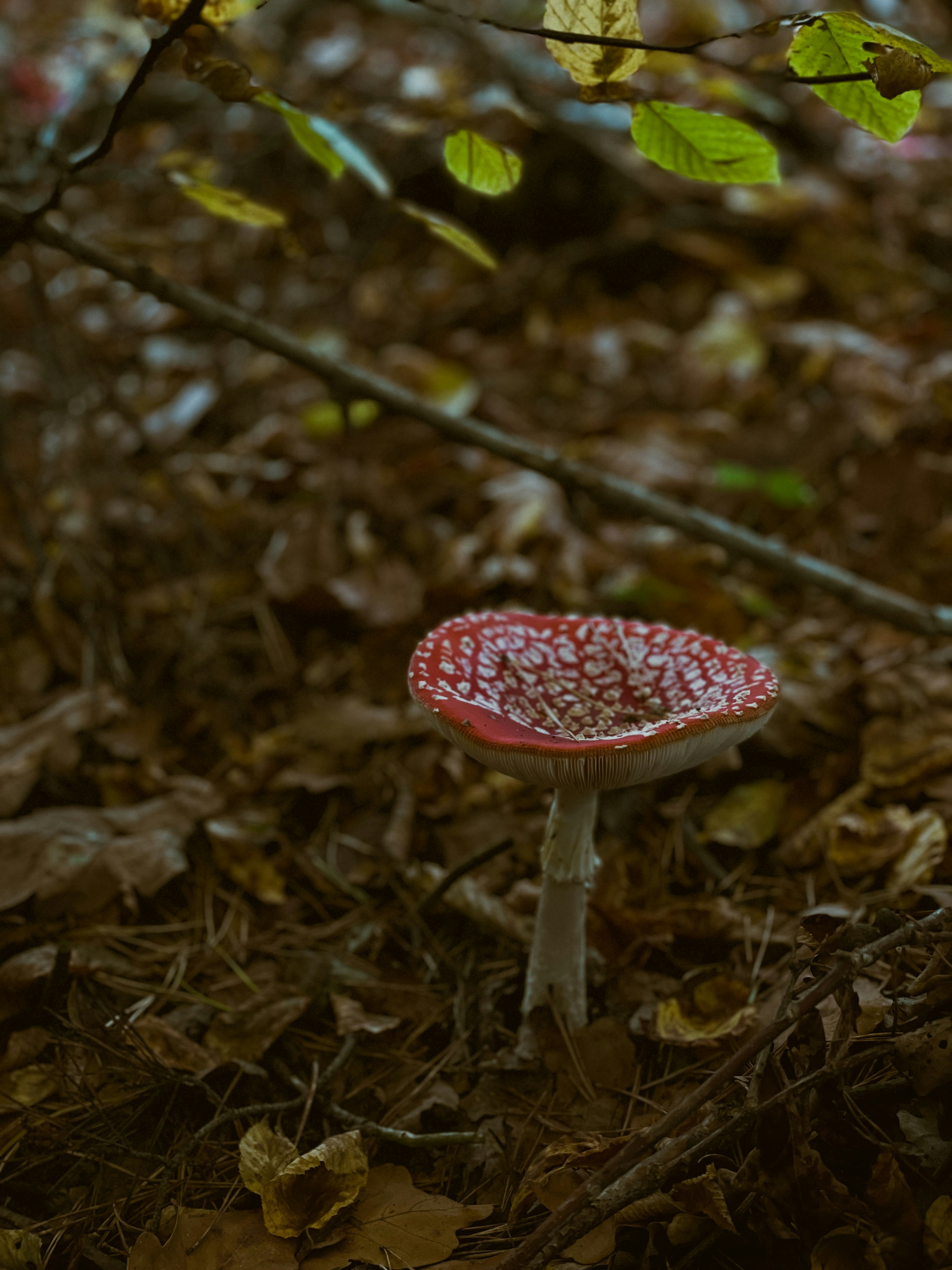 Scarlet Amanita on a leaf-littered forest floor