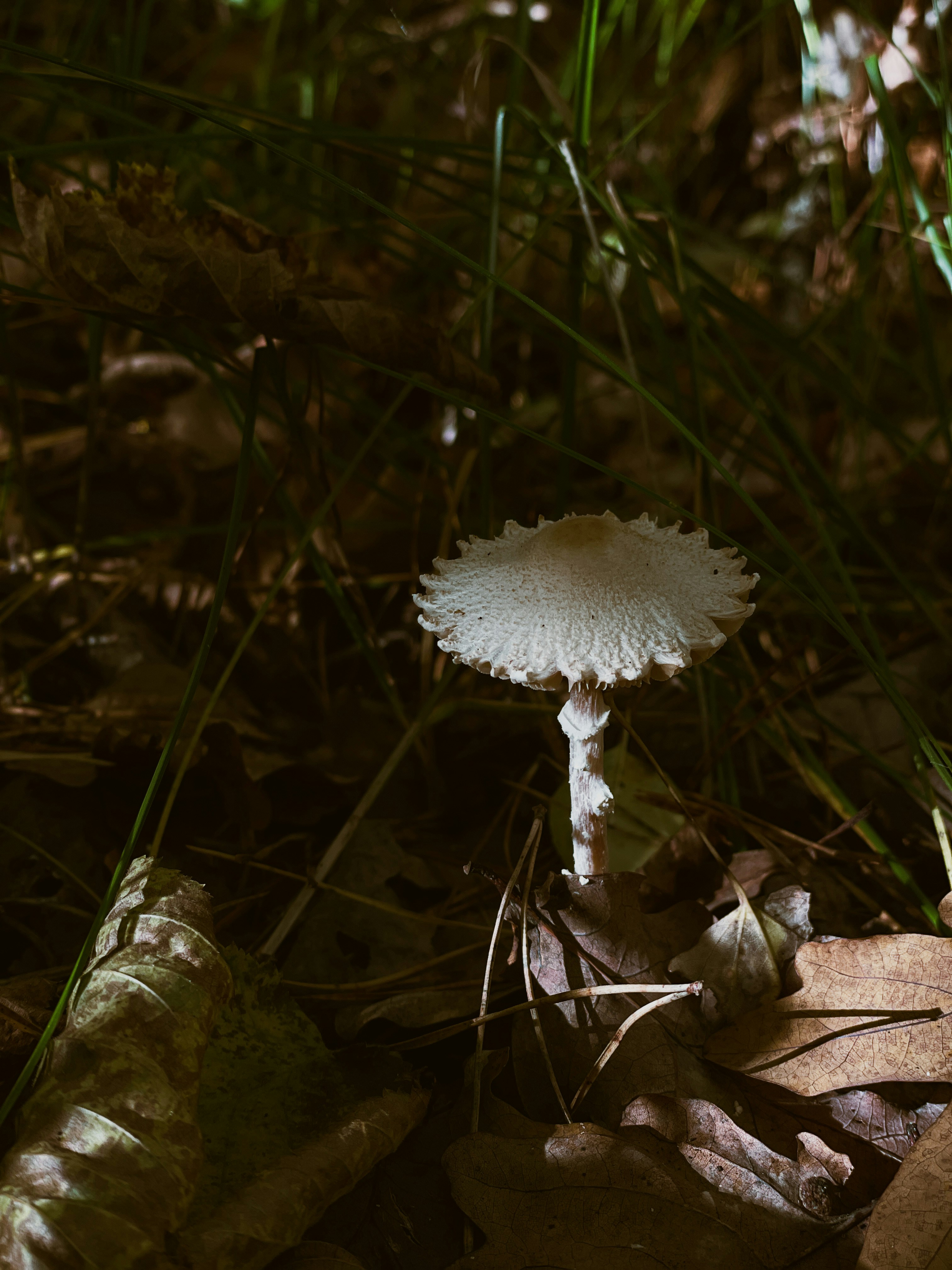 Lone White Mushroom Crowned by Shadow on a Leaf-Strewn Forest Floor
