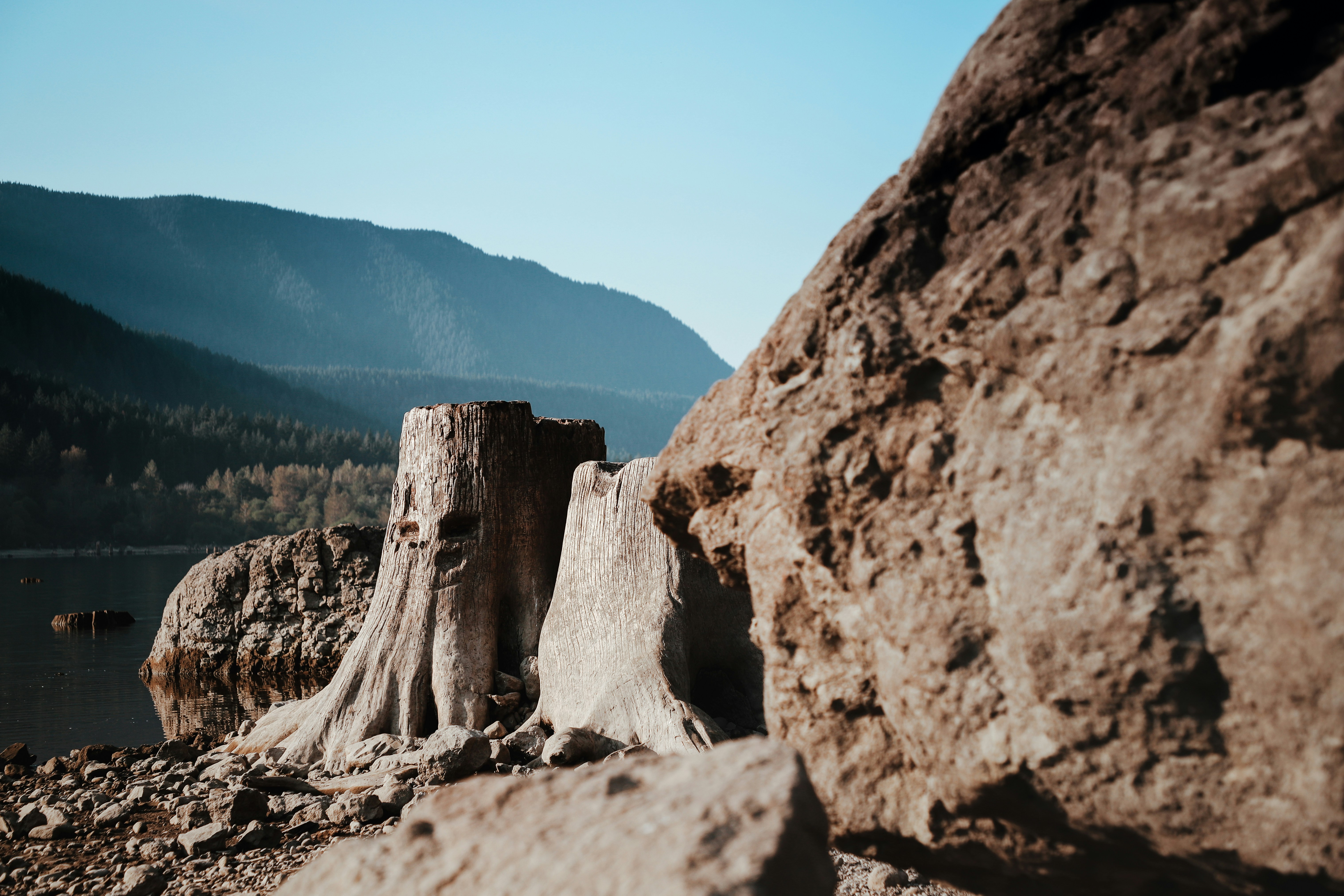 Weathered stumps at the edge of a tranquil alpine lake