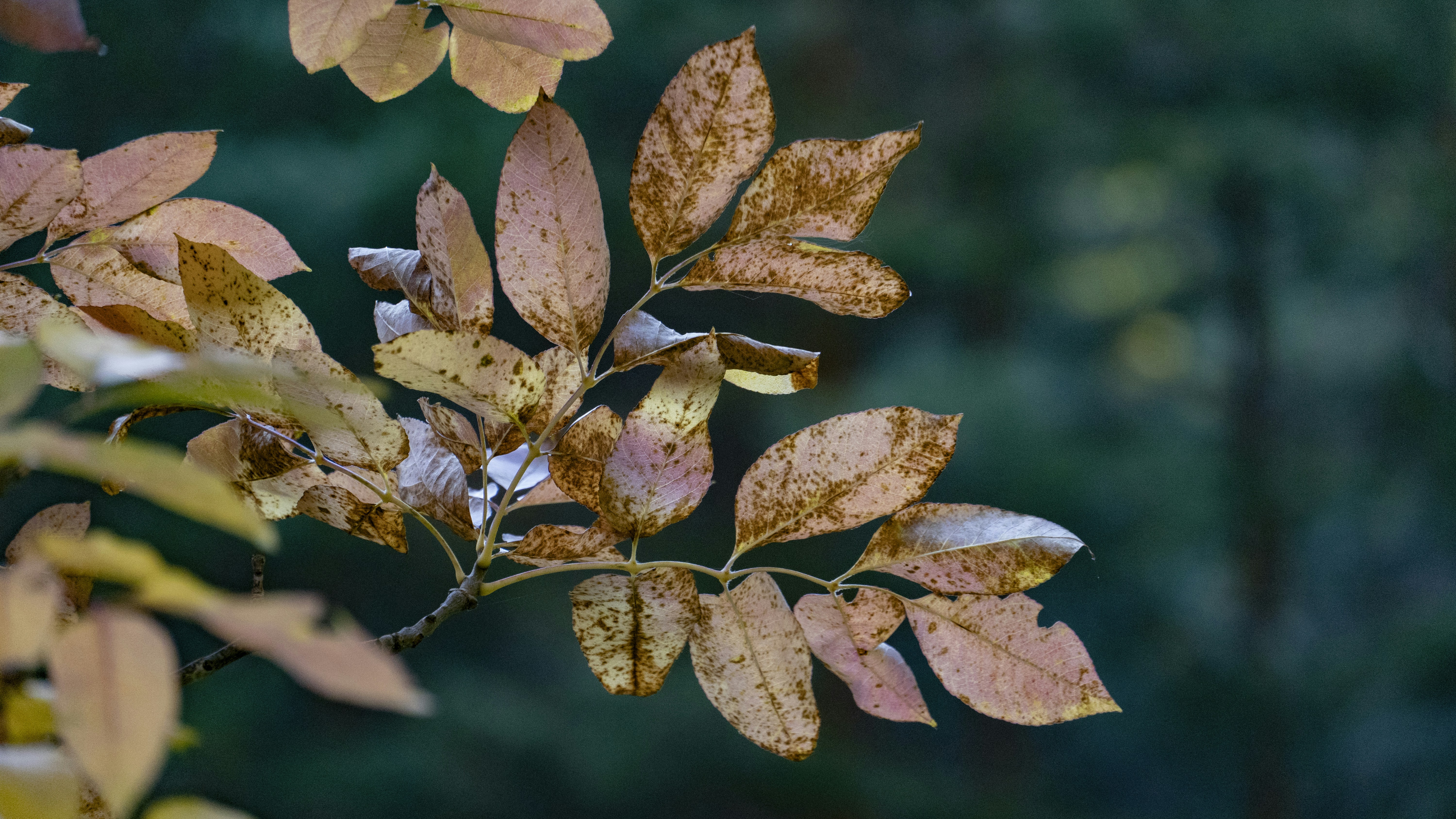 Autumn Fronds: A Branch Painted in Fall Tones