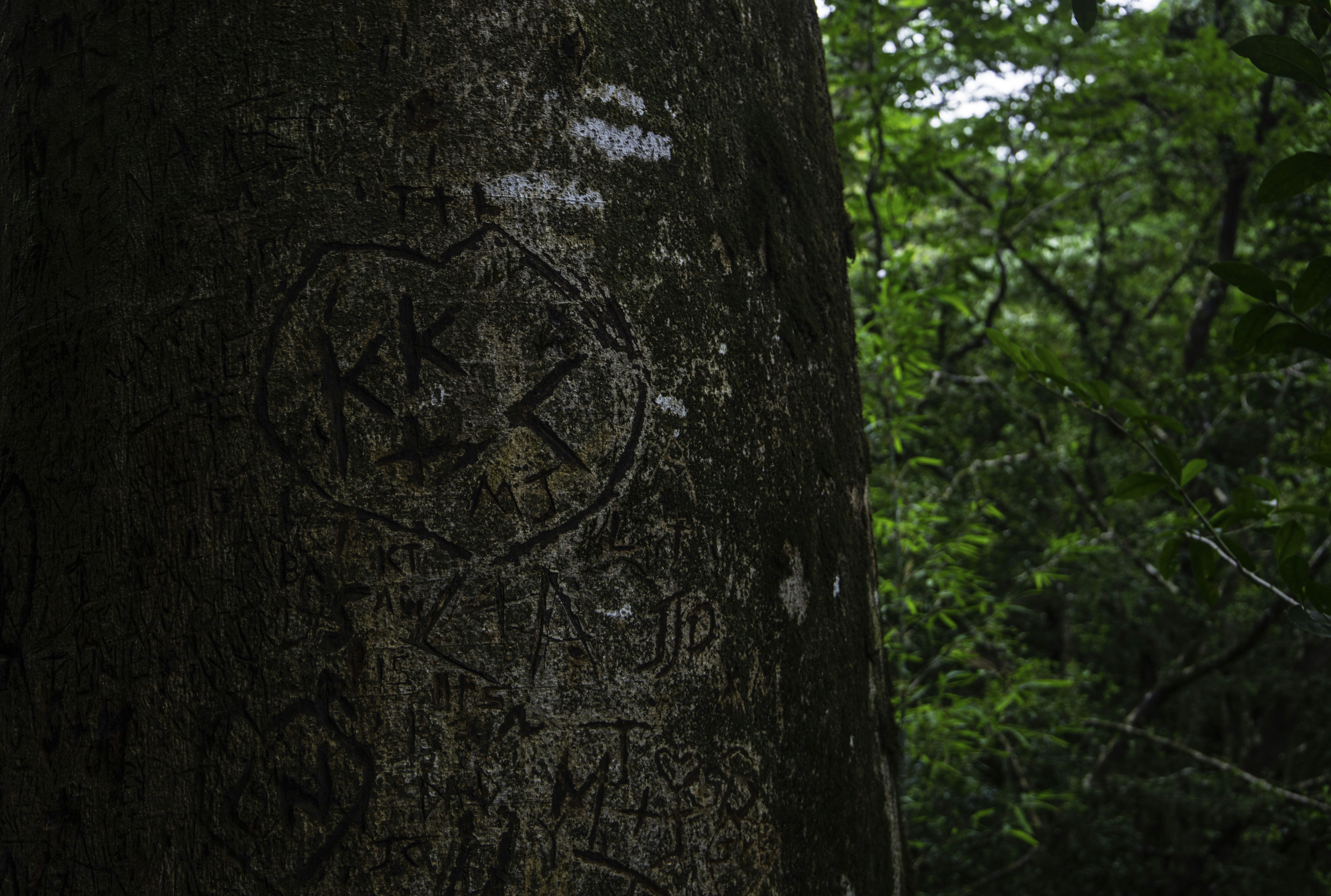 Circle of Carvings on a Moss-Kissed Tree Trunk in Quiet Woodland Light