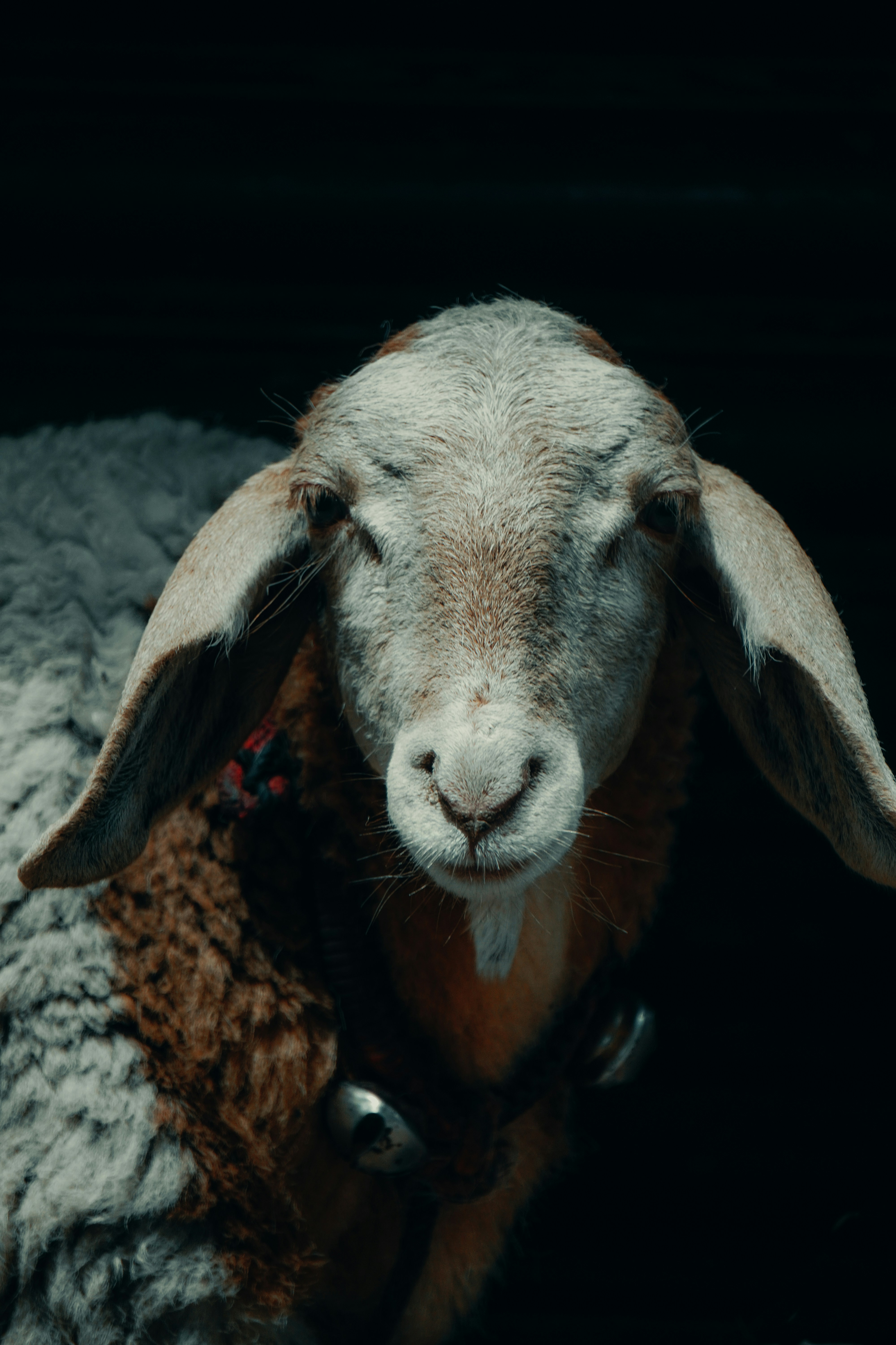 The Woolly Sentinel: Portrait of a Sheep Emerging from Darkness