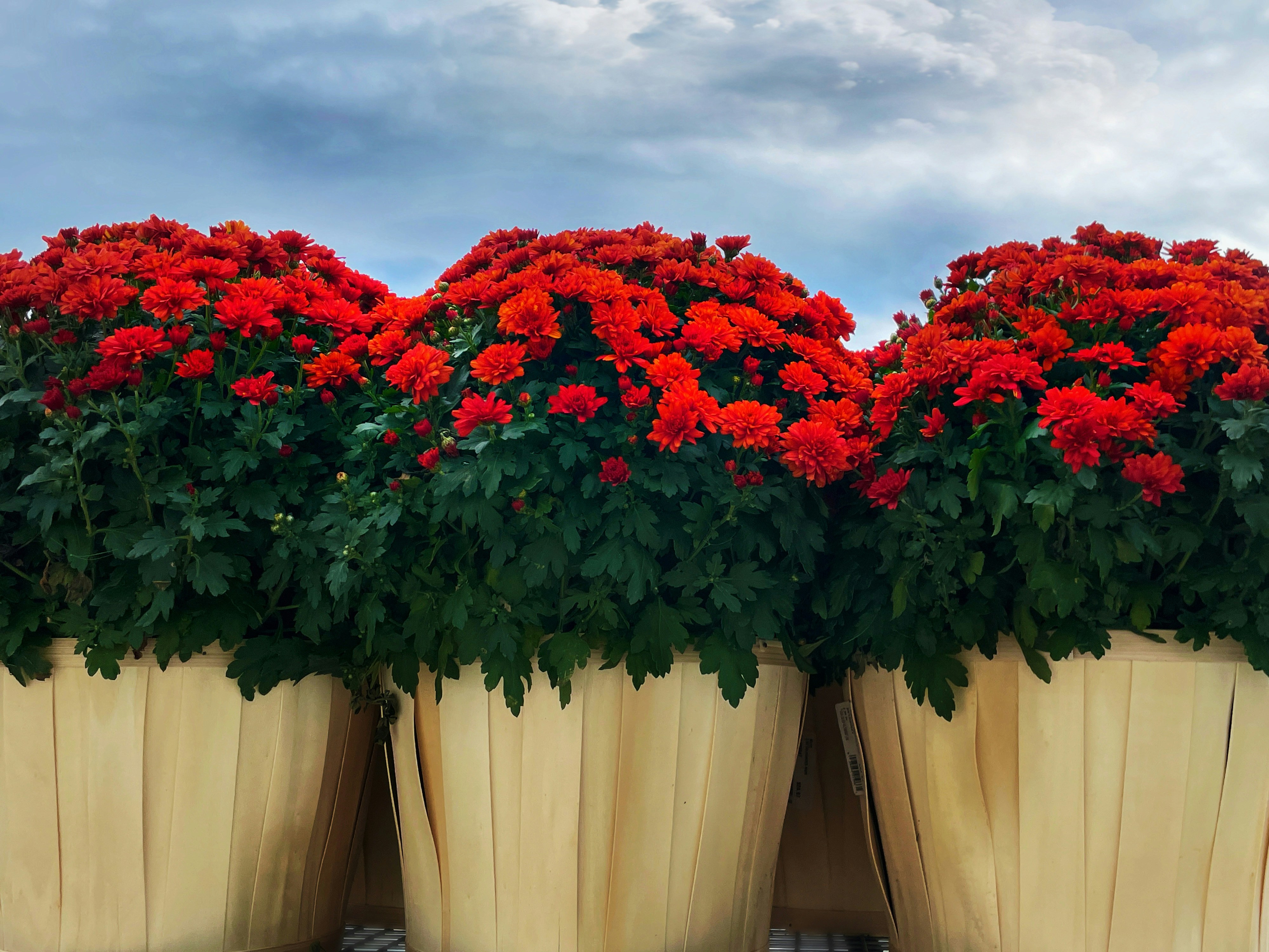 Un buisson aux fleurs rouges photo – Image gratuite de Automne sur Unsplash