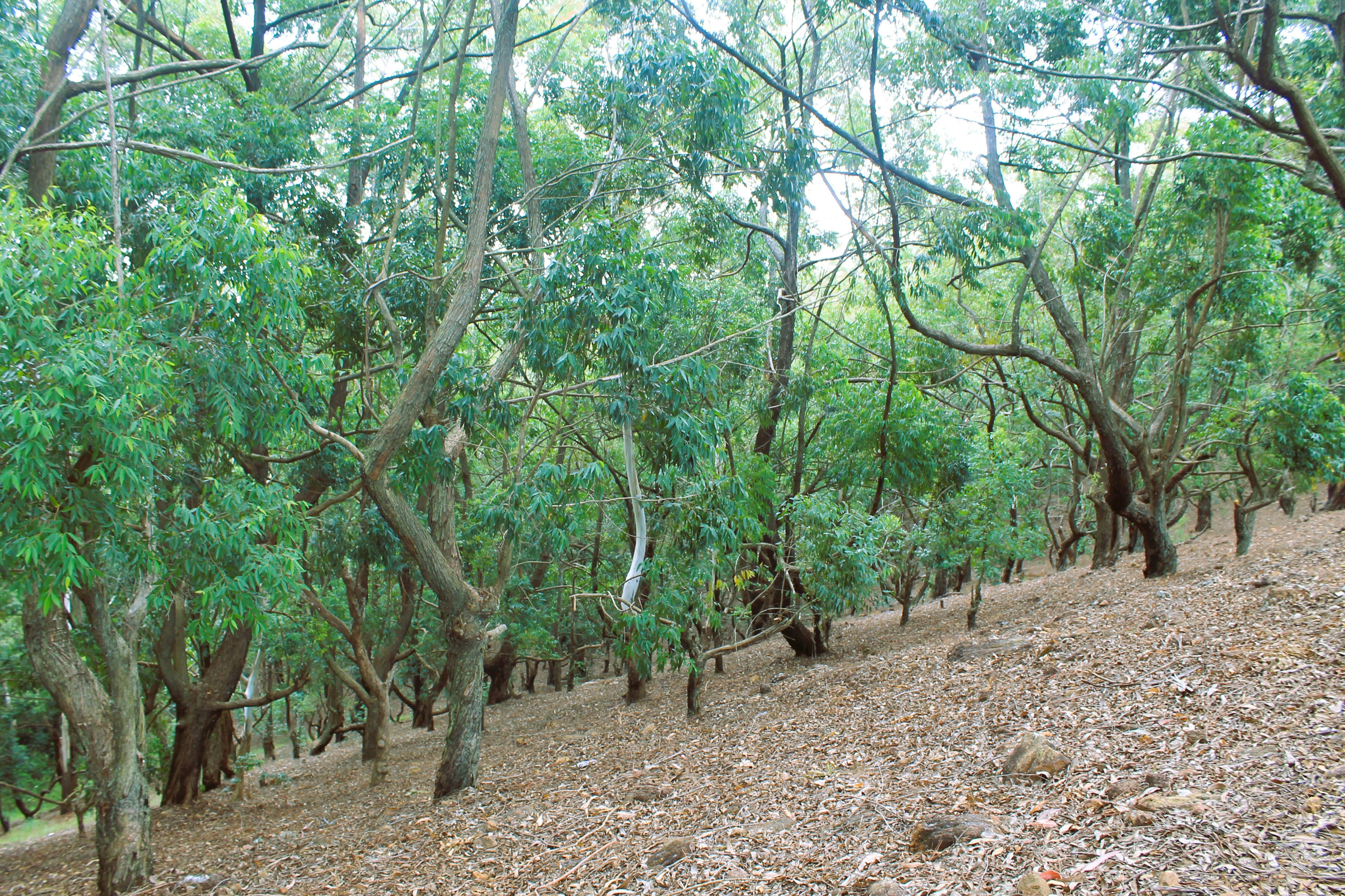 a group of trees