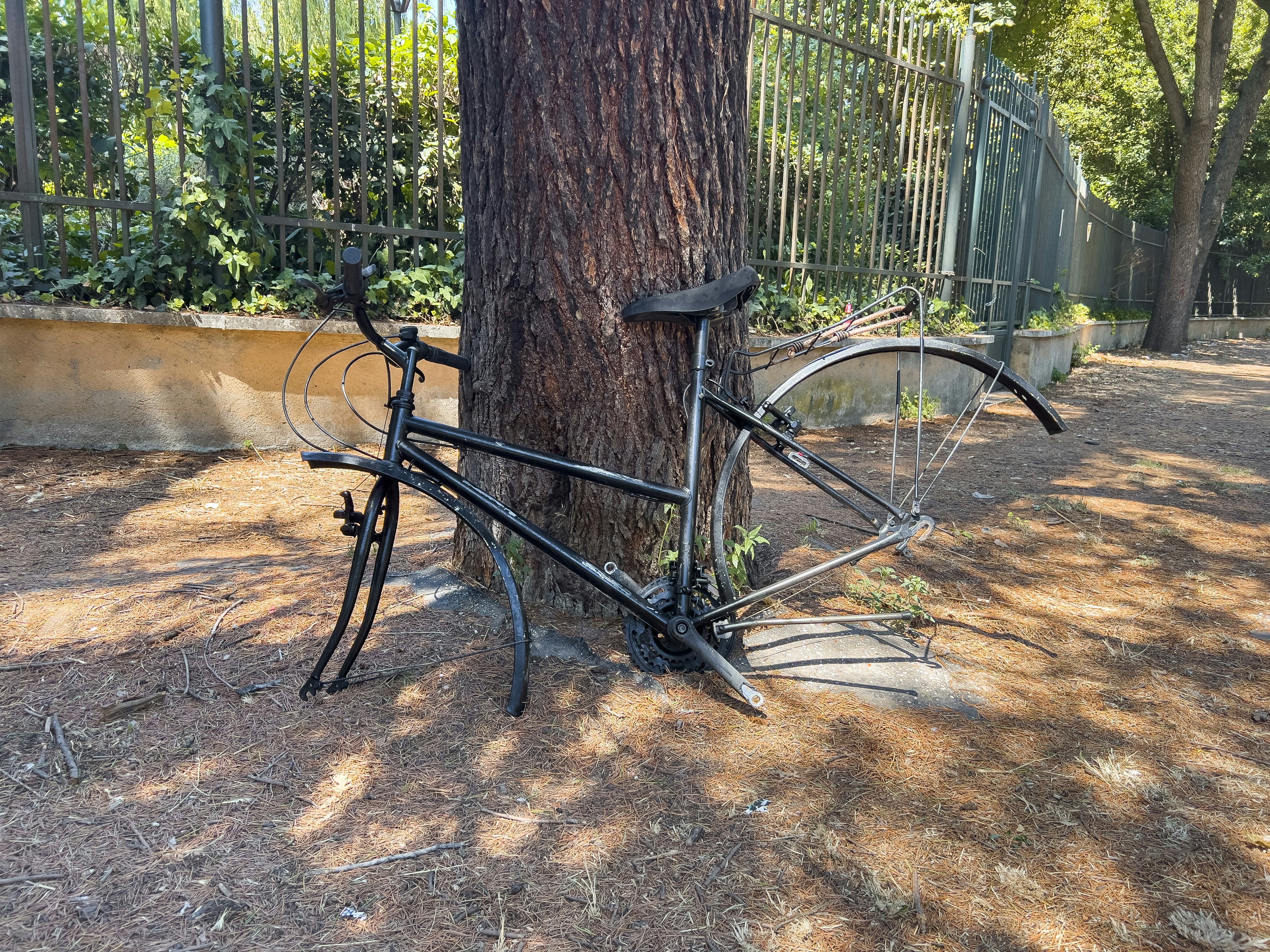 Tree-Guarded Bicycle: A Still-Life in Sunlit Park