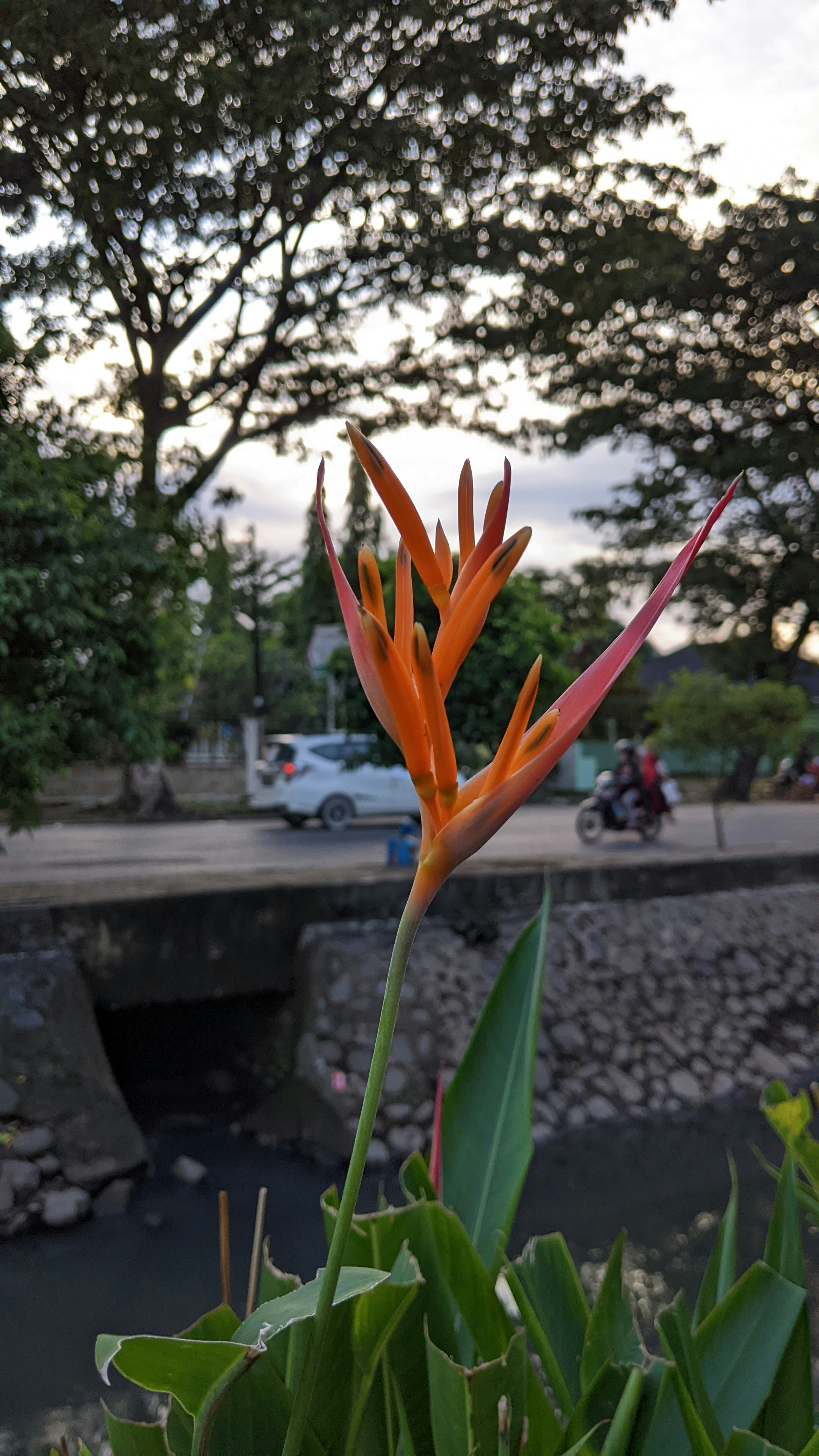 Vibrant heliconia flower stands tall against a backdrop of trees and a quiet street, showcasing the contrast between nature and urbanity.