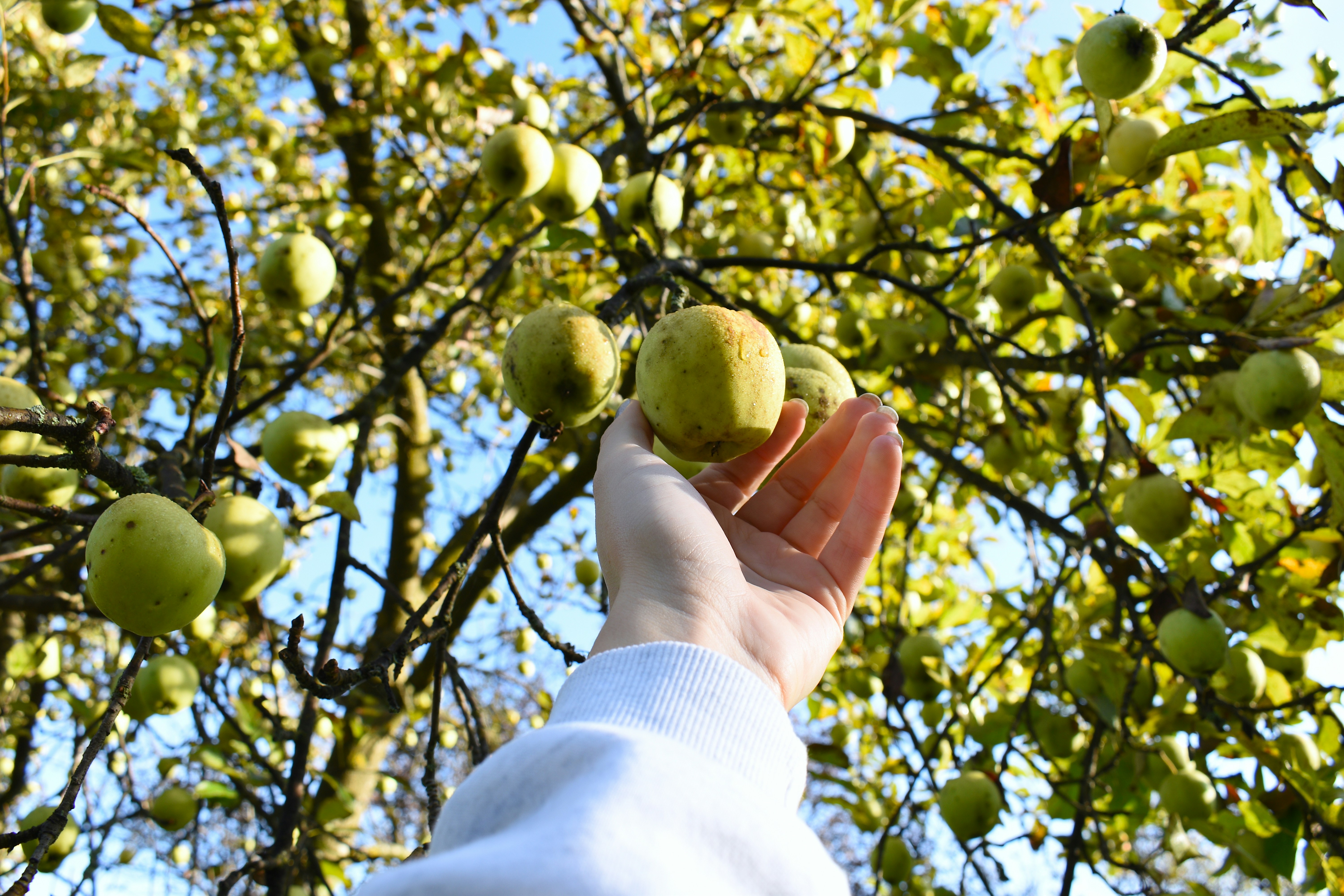 a hand holding a fruit