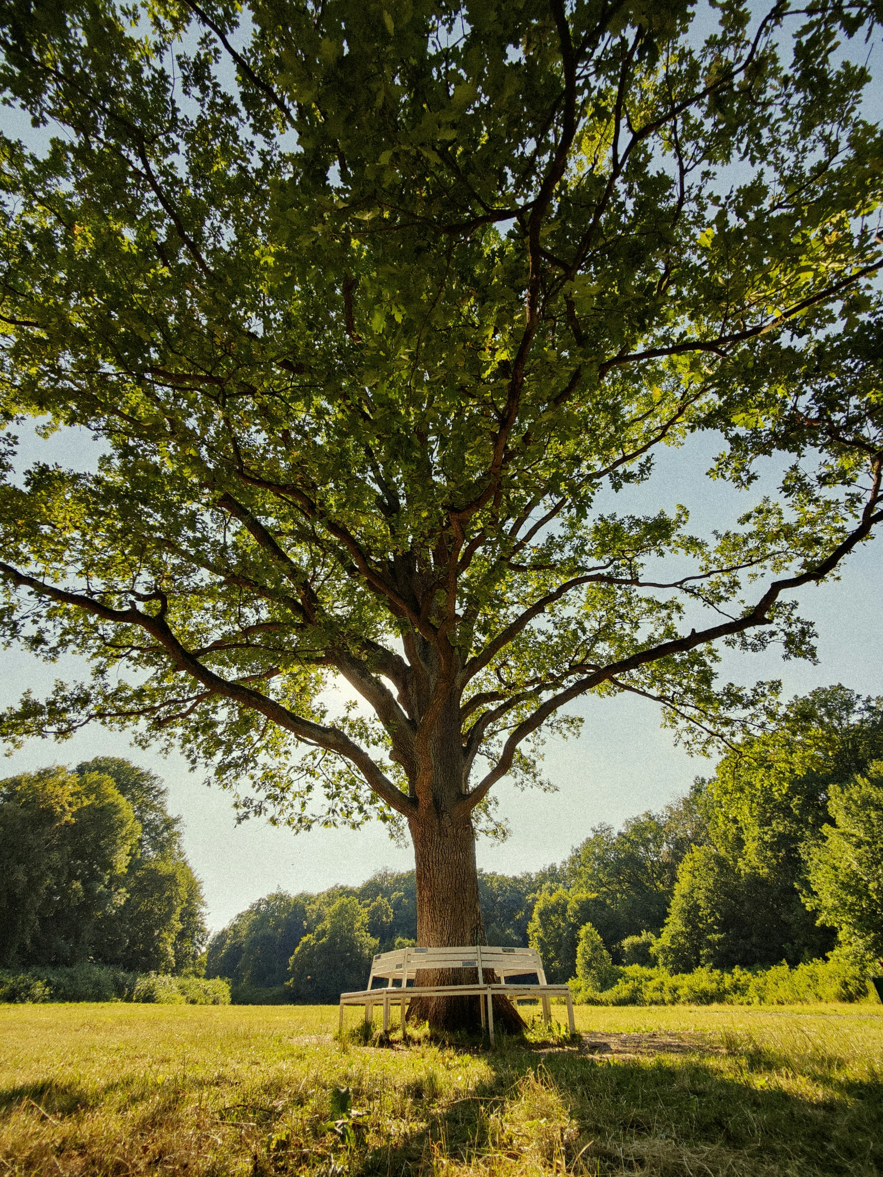 Majestic tree with a sprawling canopy, casting dappled light on a serene meadow. A wooden bench invites contemplation beneath its branches.