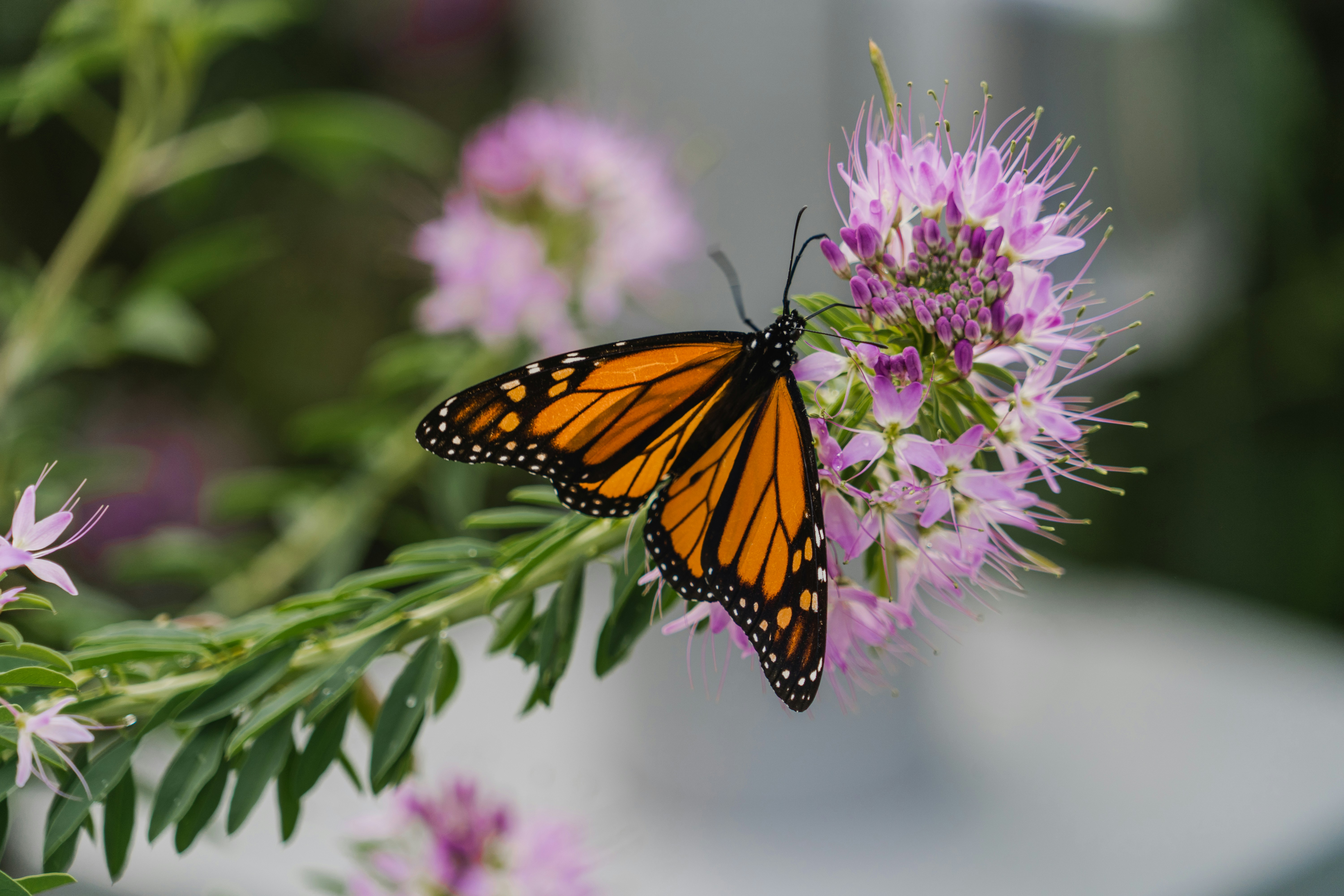 Monarch Butterfly Adorns a Pink Spiked Bloom