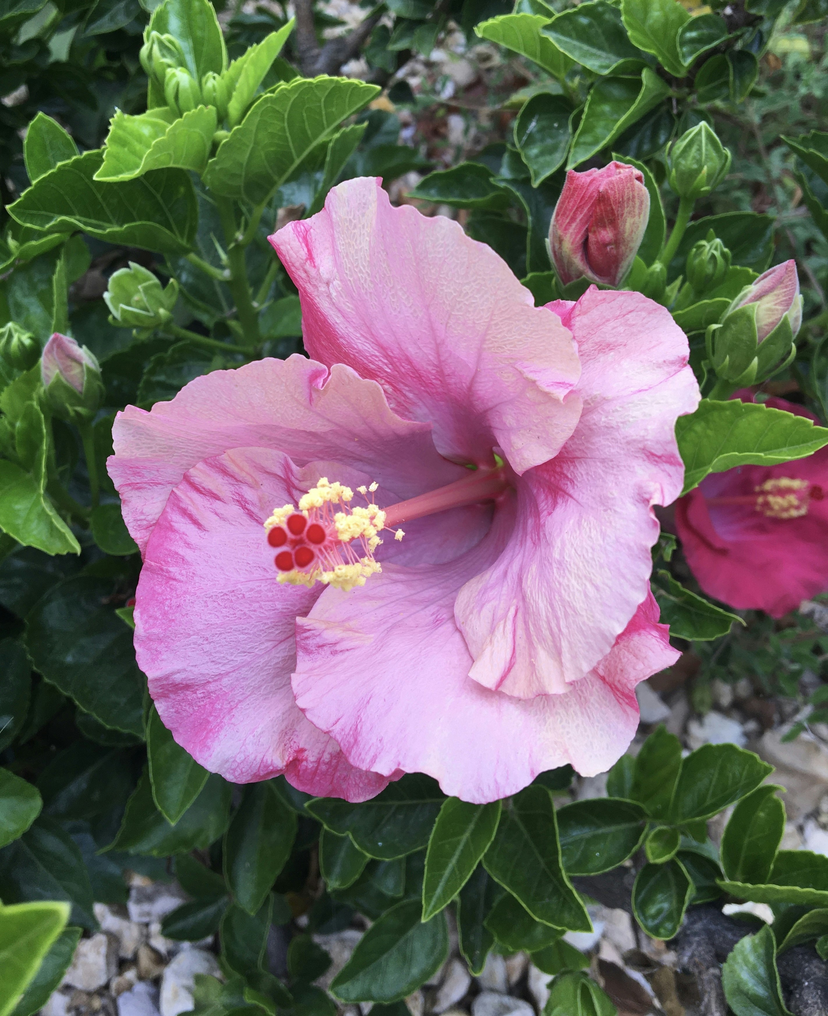 A pink flower with green leaves photo – Free Pink hibiscus Image on ...