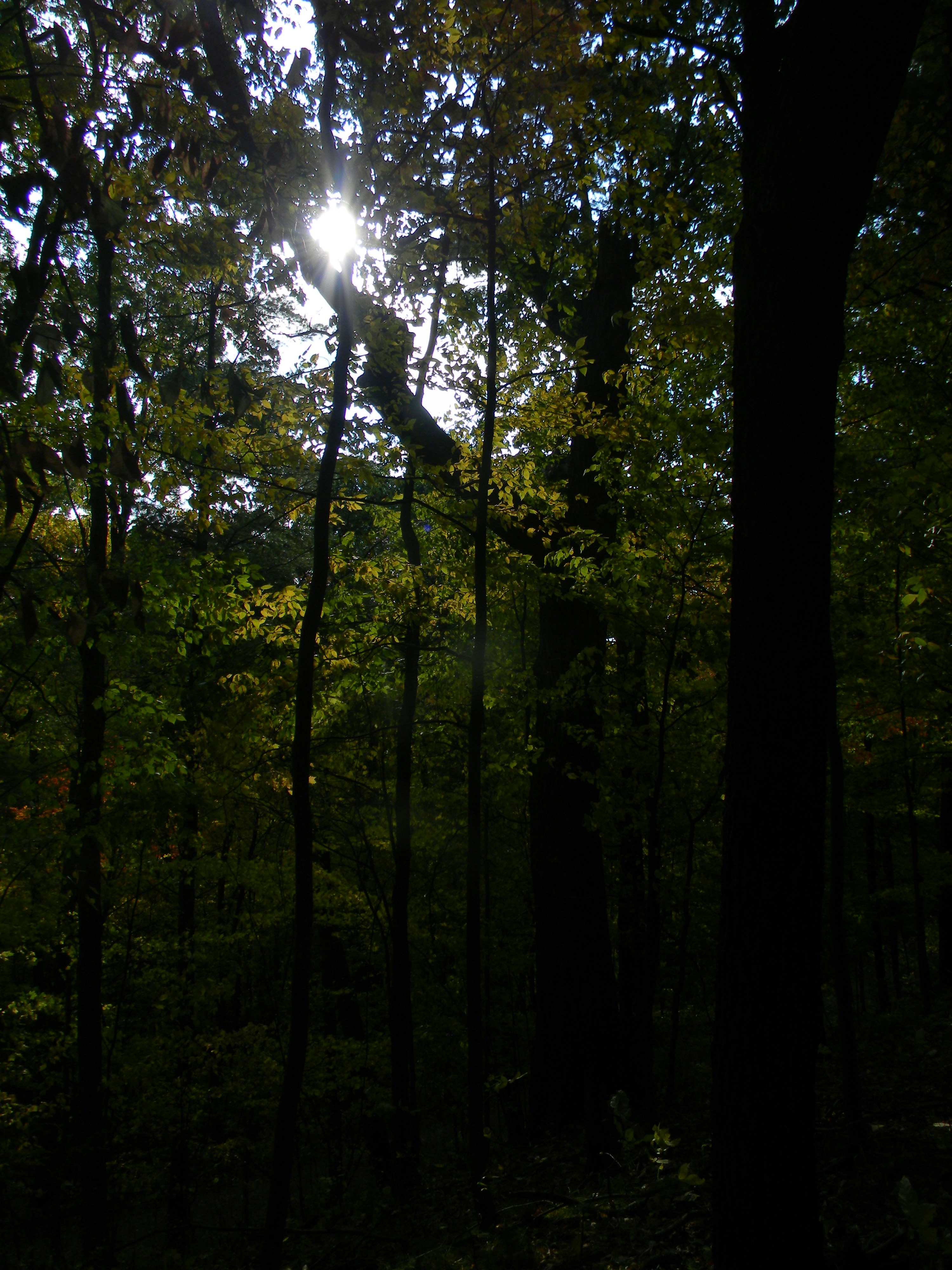 Shining Sun Pictures | Download Free Images on Unsplash