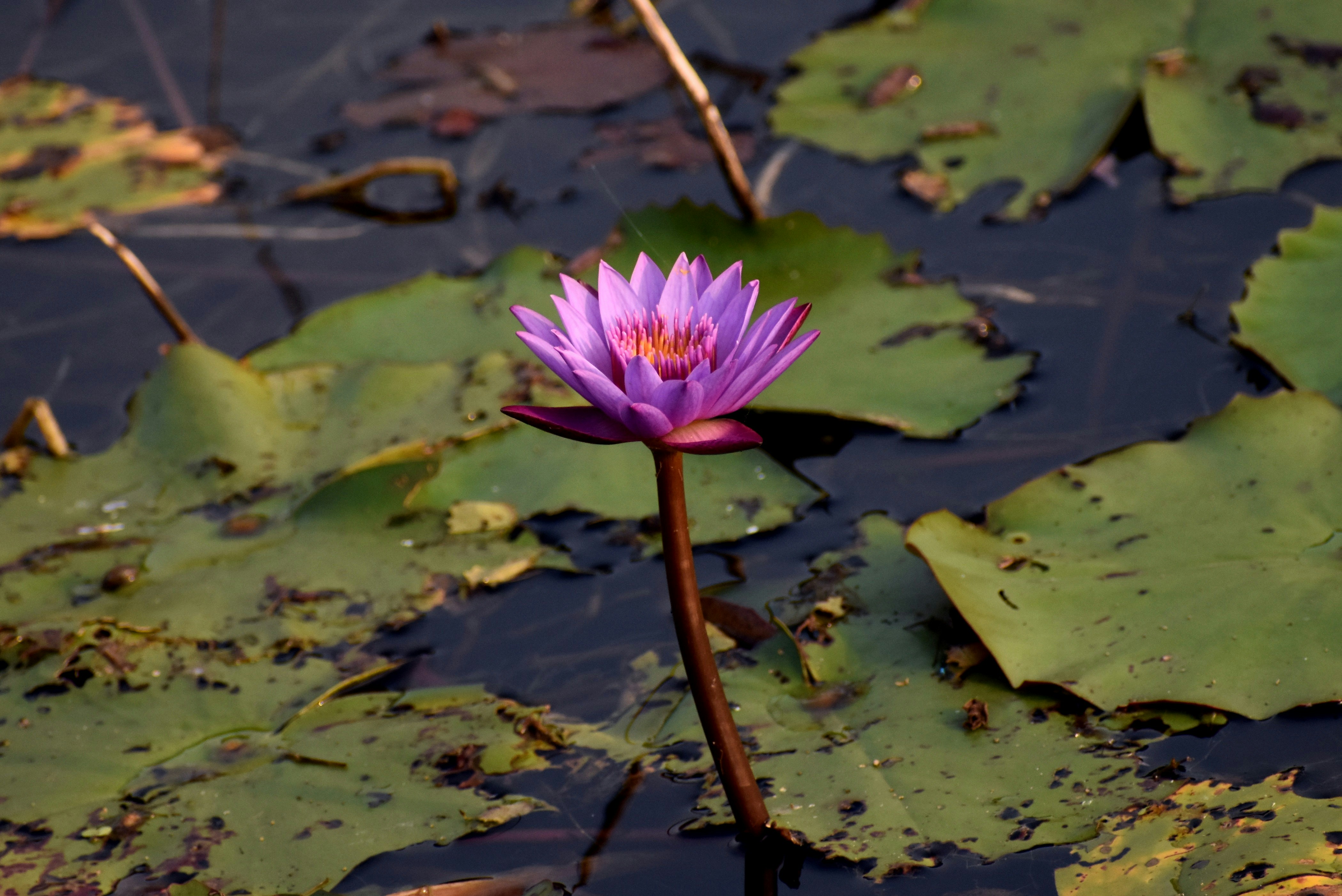 Saluk Flower Pictures | Download Free Images on Unsplash