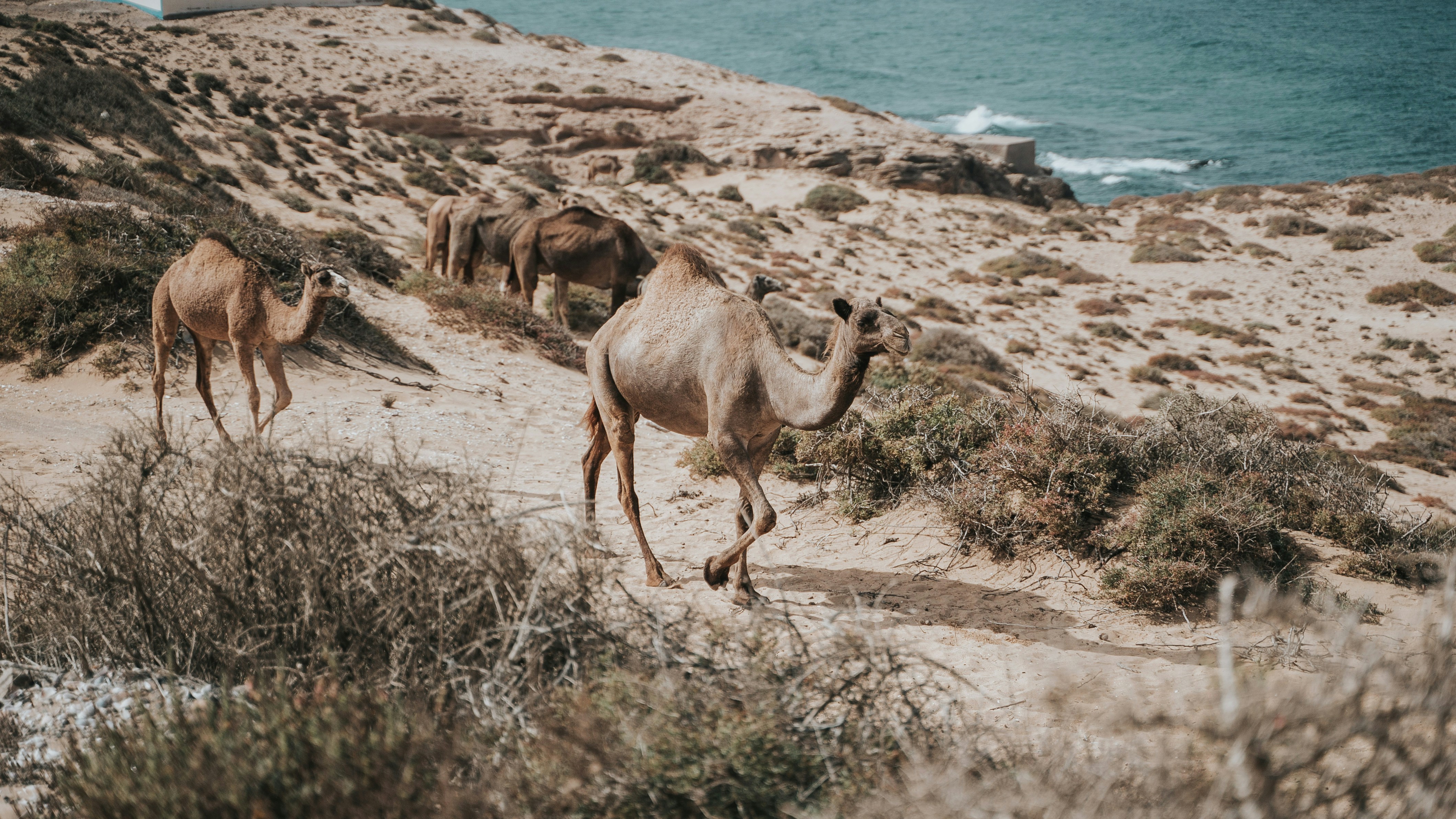 Camels Crossing Wind-Swept Dunes by the Sea