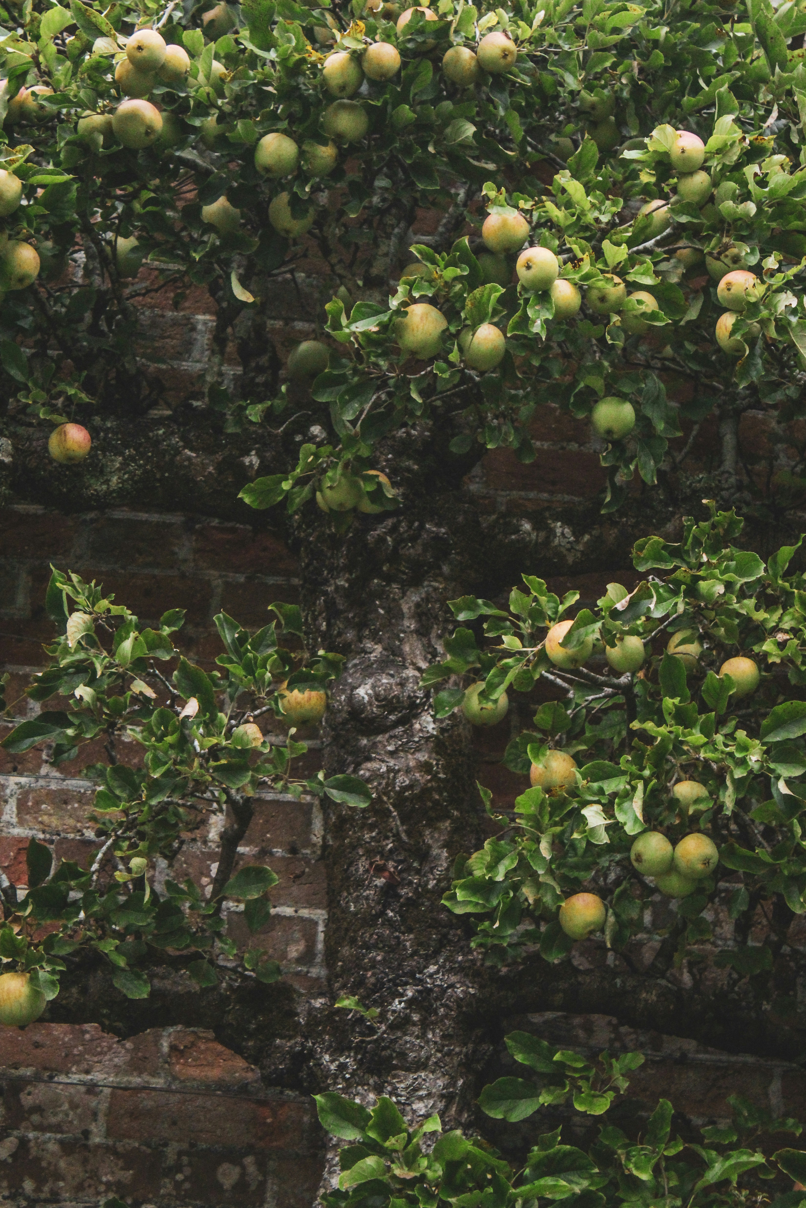 Un arbre avec des fruits qui poussent dessus photo – Photo Plante ...