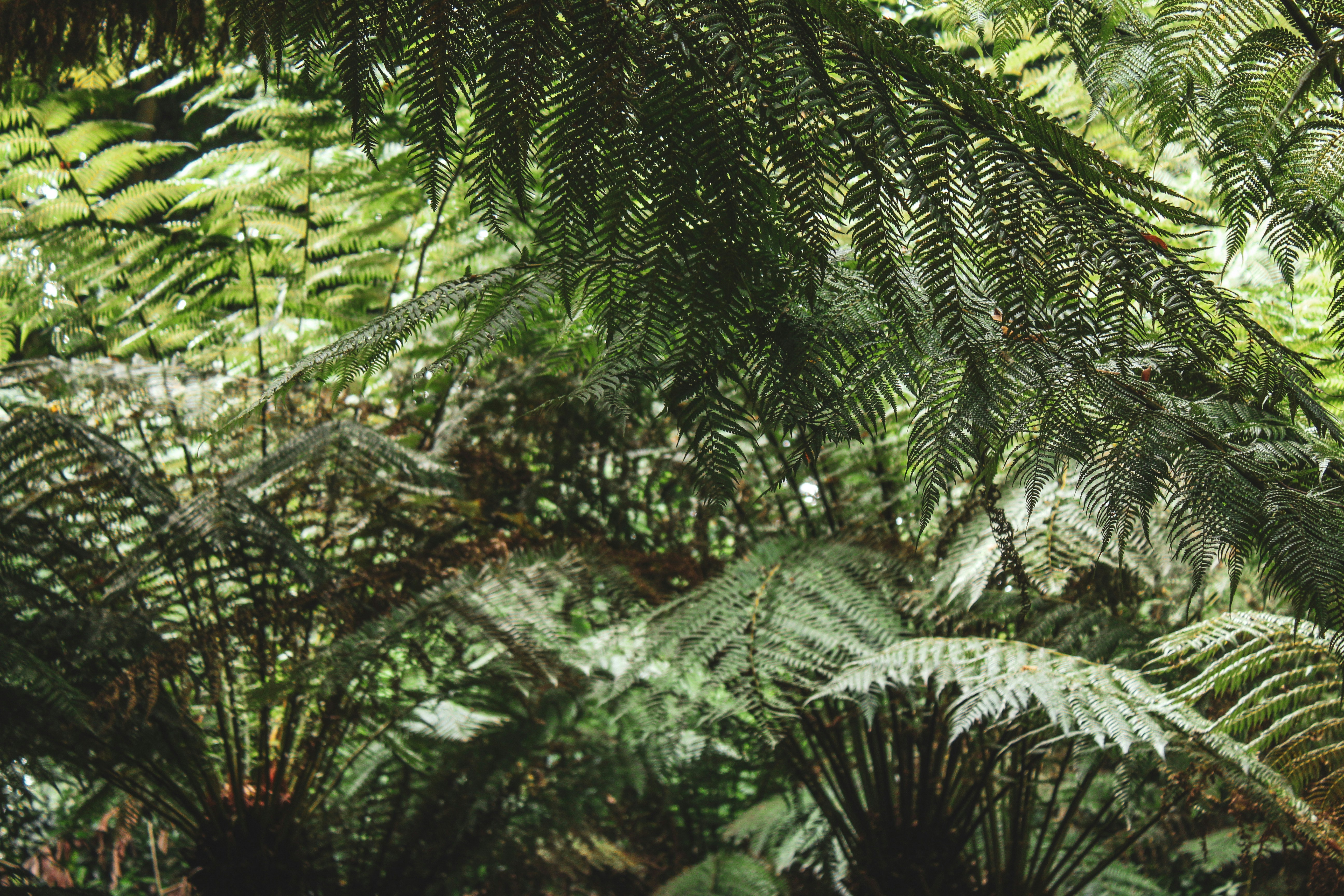 a group of trees