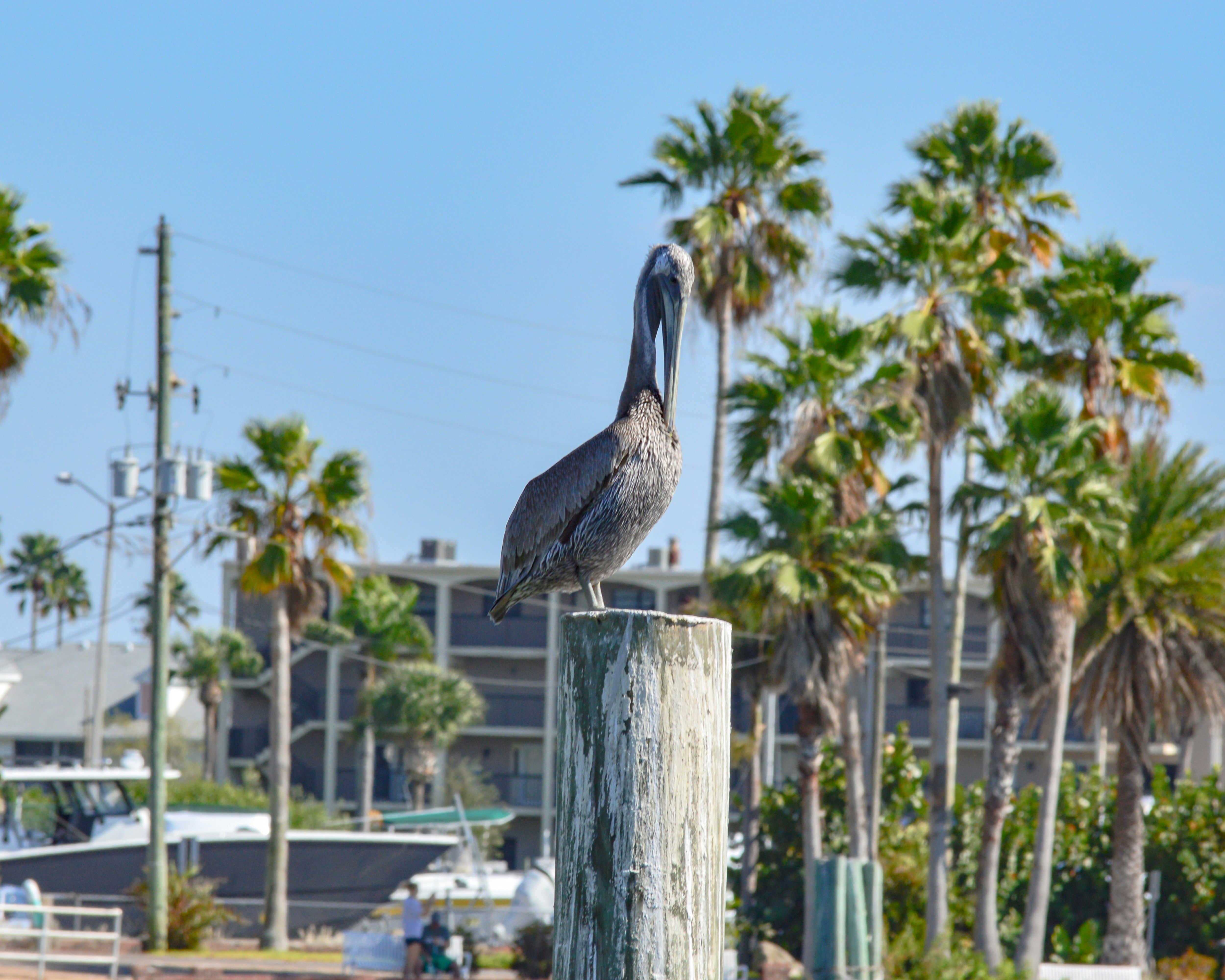 Lone Heron on a Weathered Post Over a Palm-Lined Marina