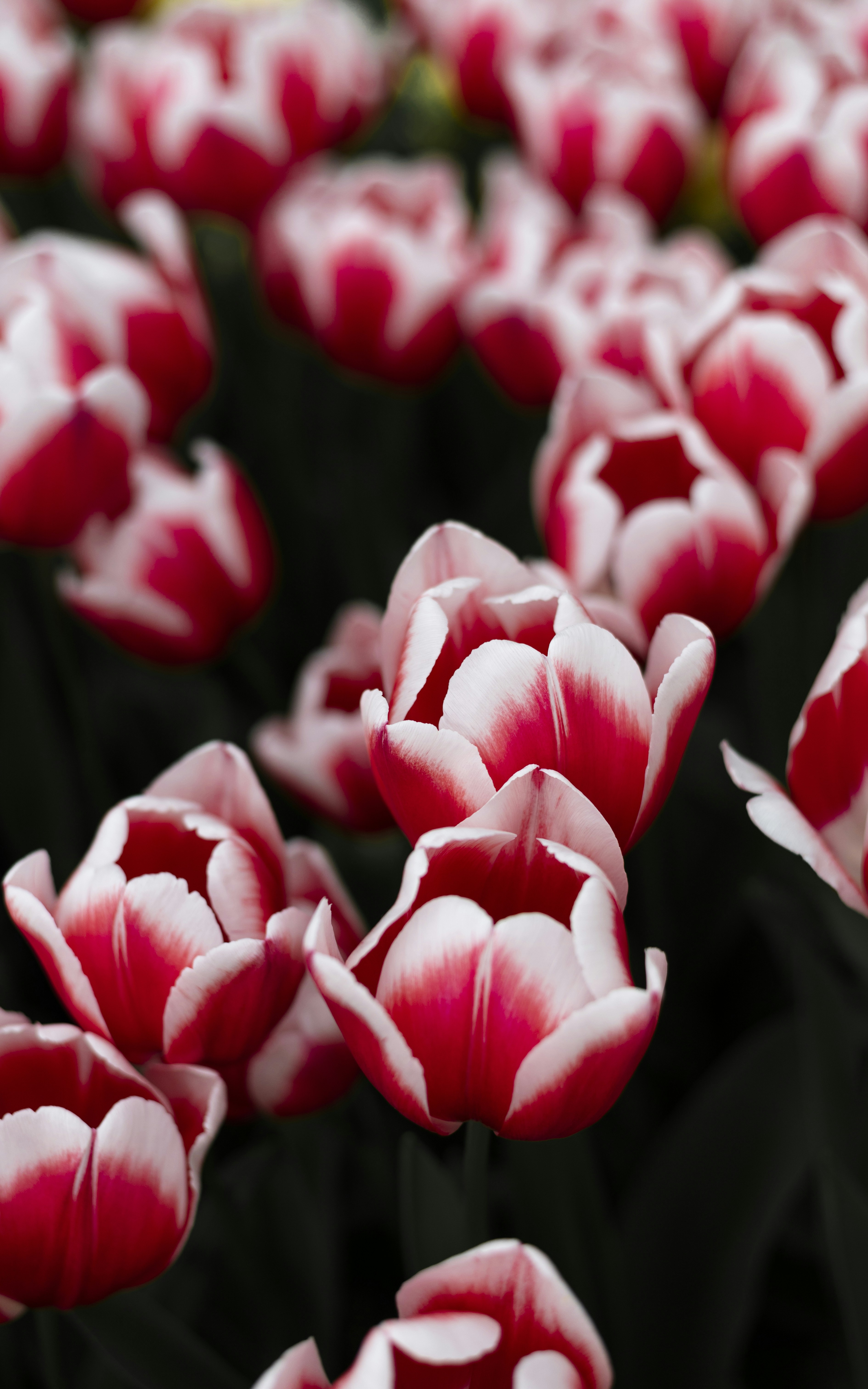 Crimson-White Tulips: A Close-Up Study in Petal Edges and Velvet Blur