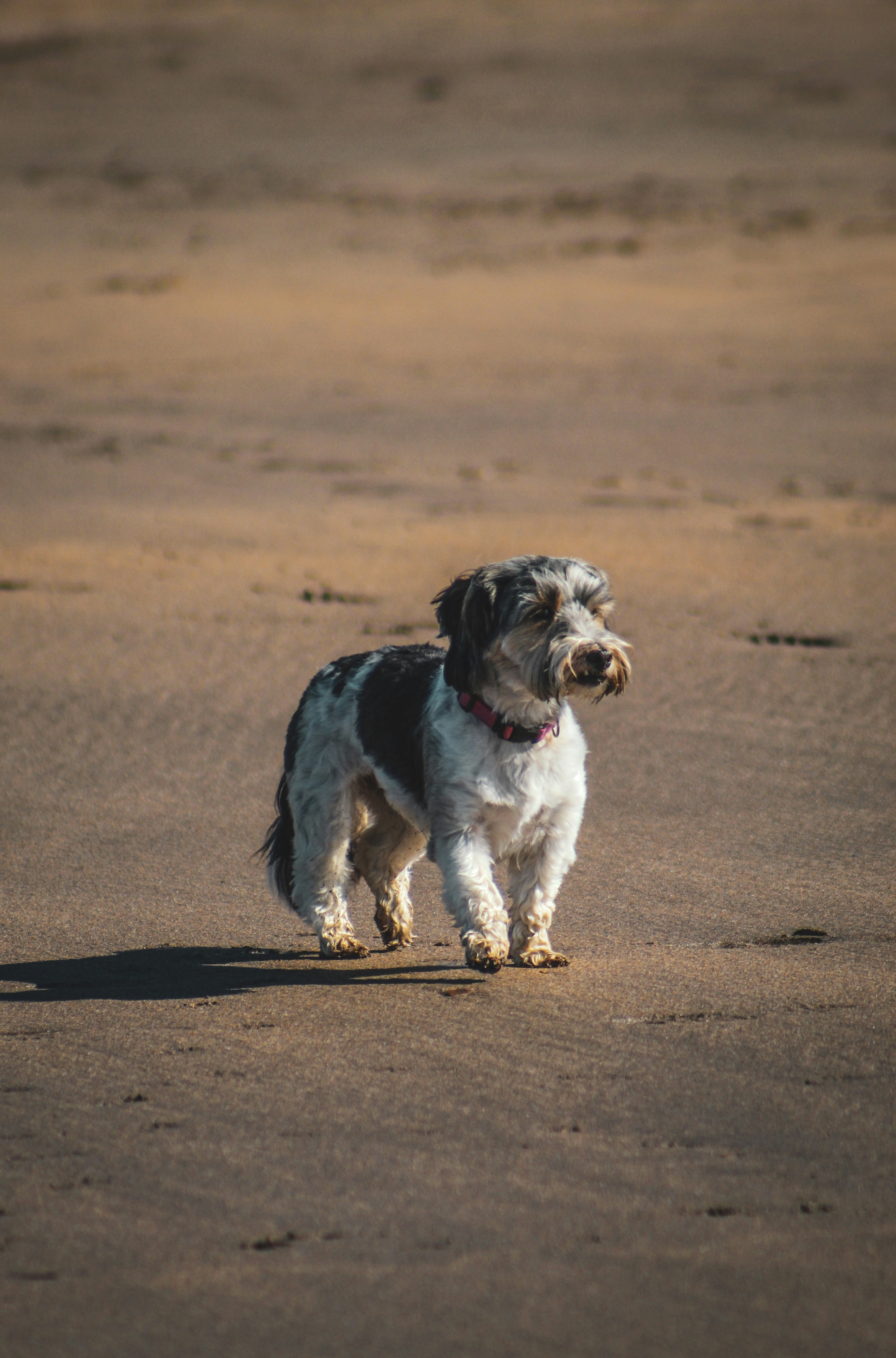Foto Un perro parado en un camino de tierra – Imagen Perro gratis en ...