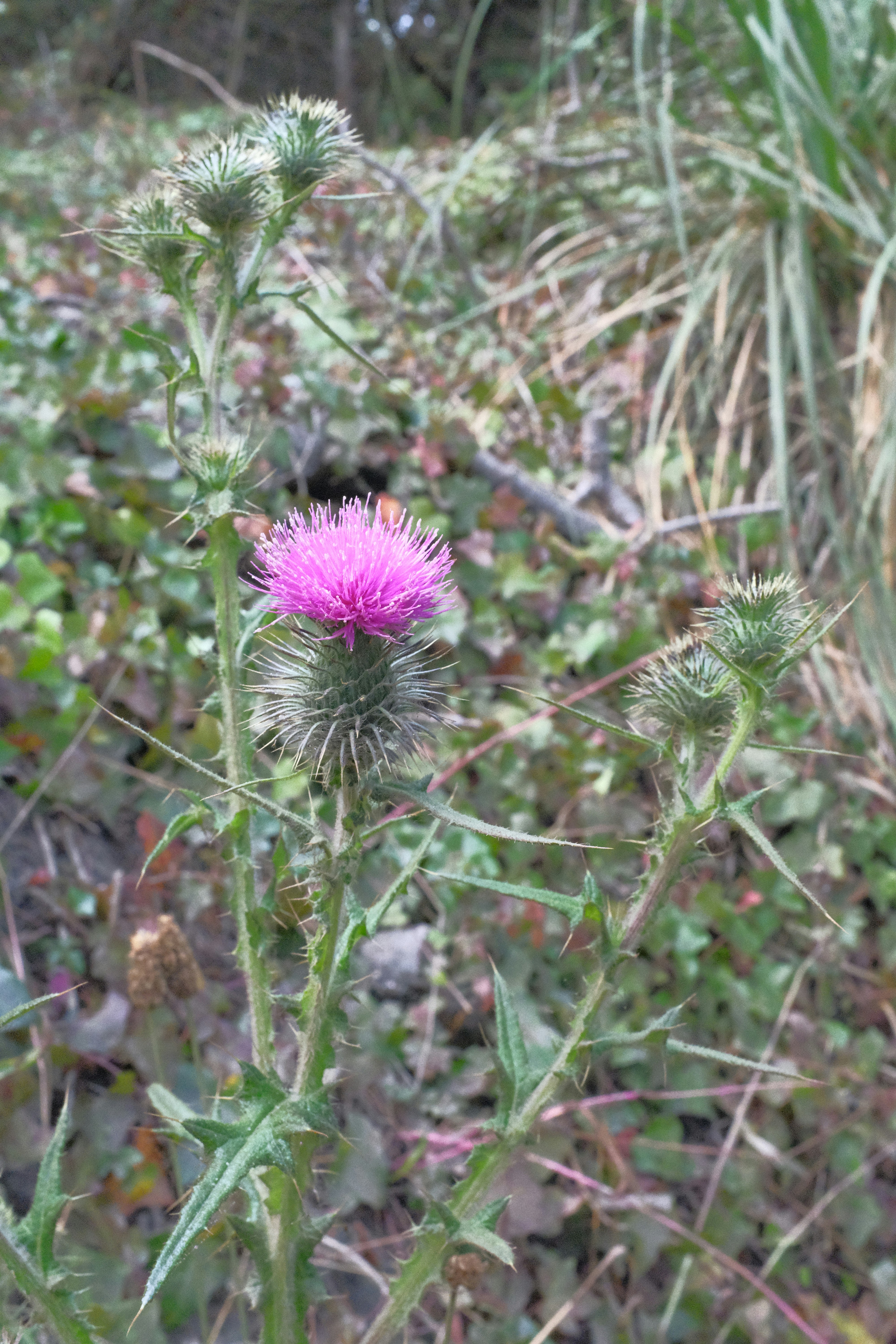 Pink-topped thistle in a sunlit meadow: a spiky centerpiece