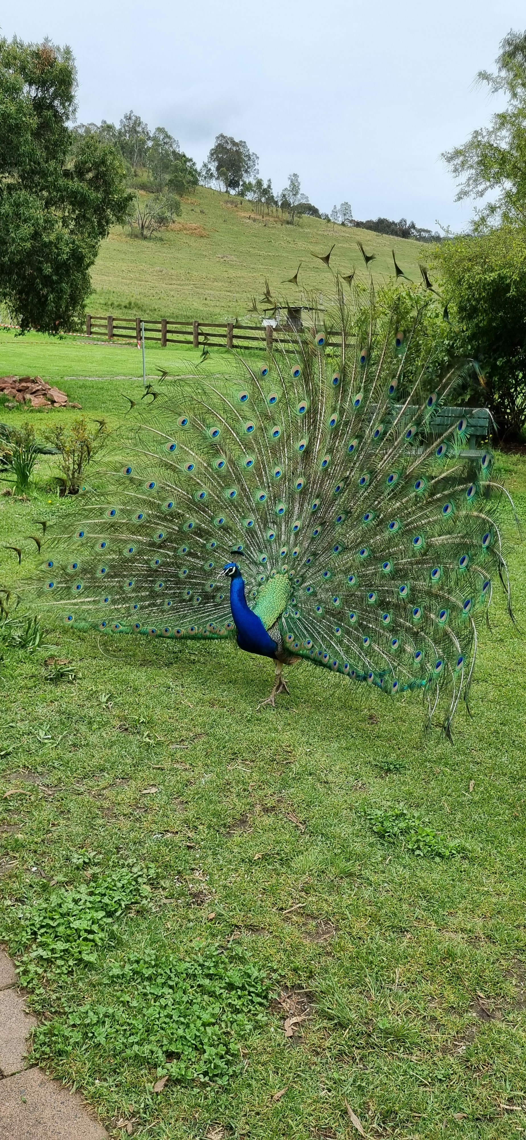 Peacock Unfurled on a Green Stage: Rural Lawn Encounter