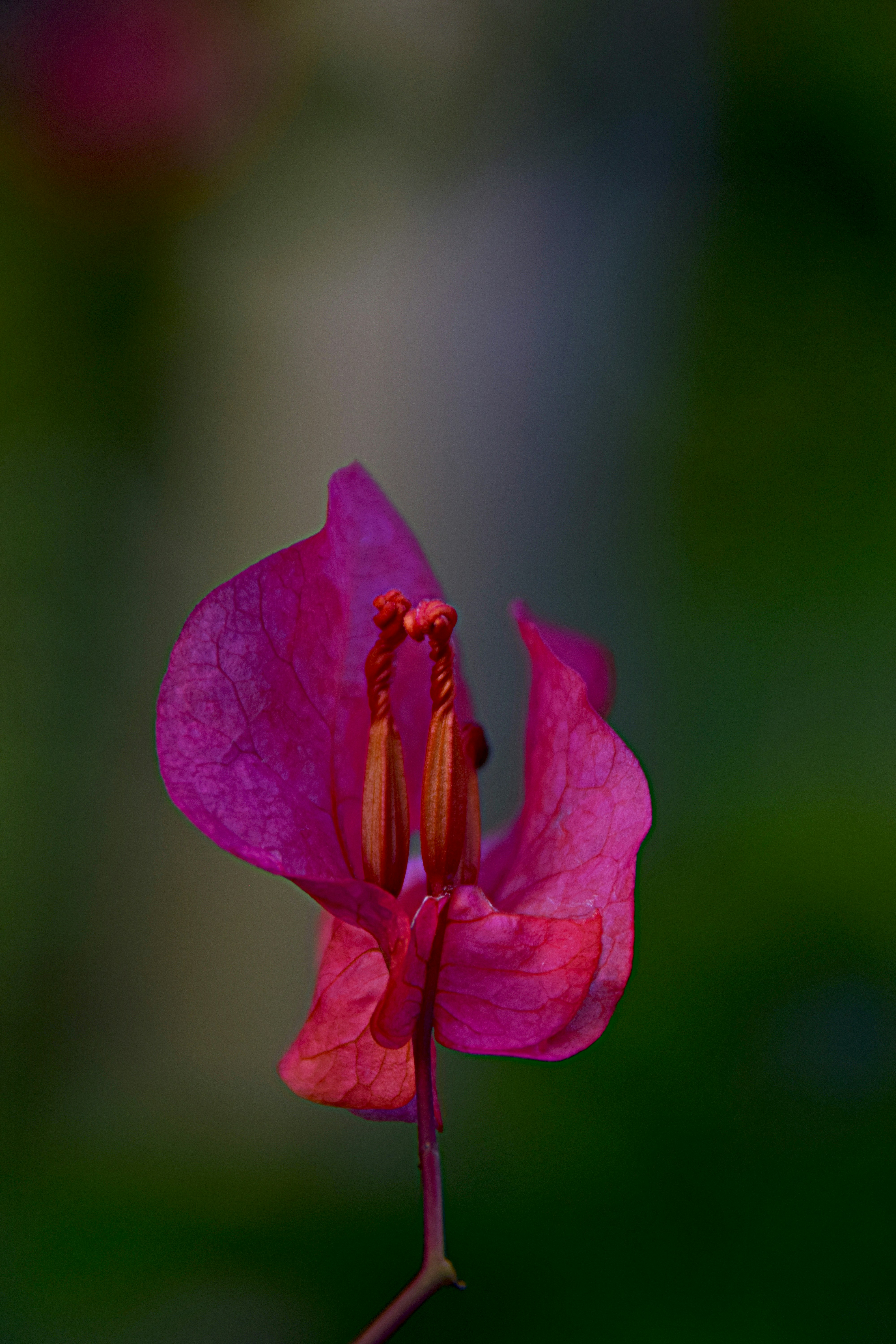 Stamen Spotlight: Magenta Bougainvillea in Sharp Focus