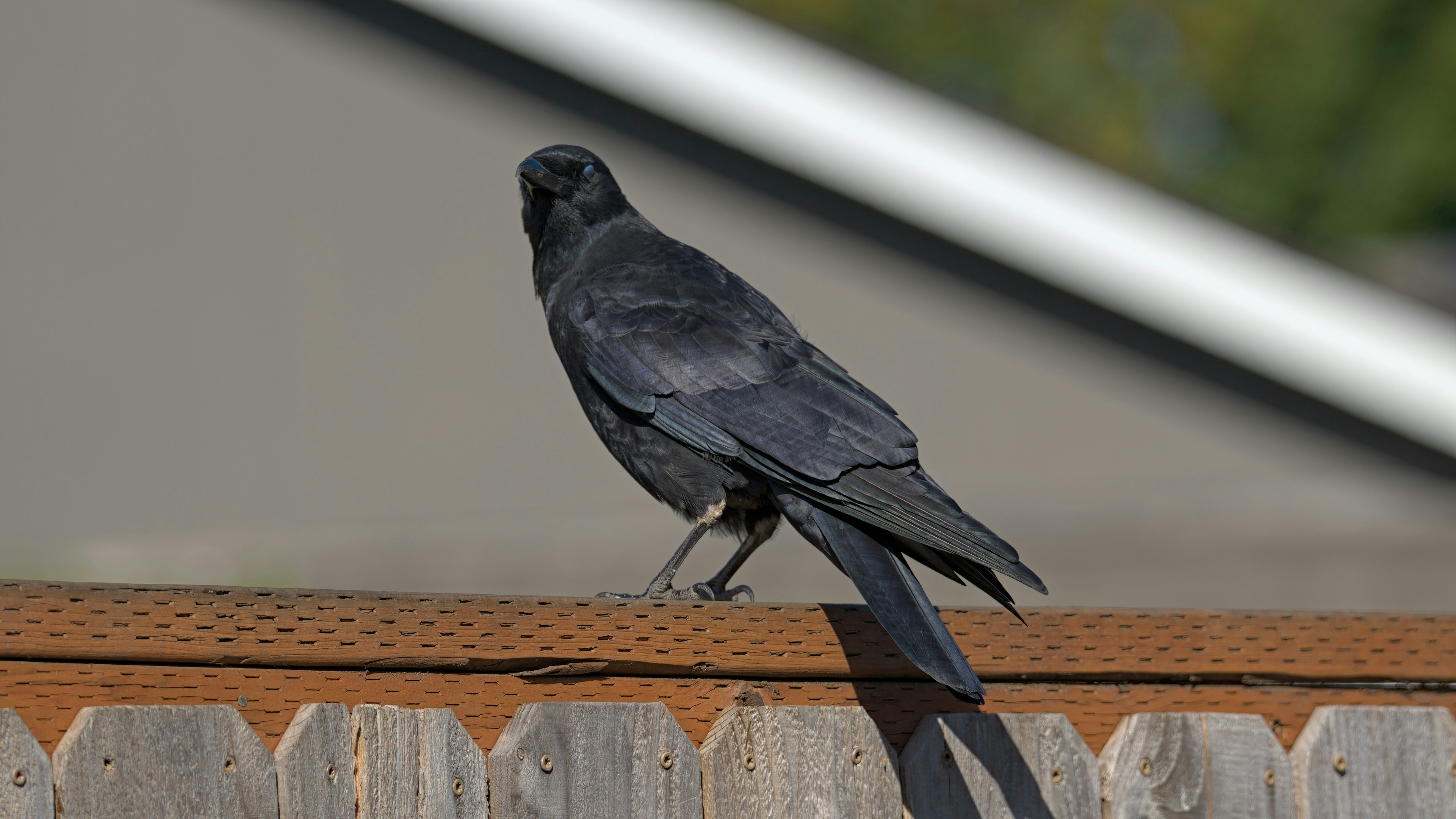 Crow on a Weathered Fence: Quiet Focus Under a Gabled Backdrop