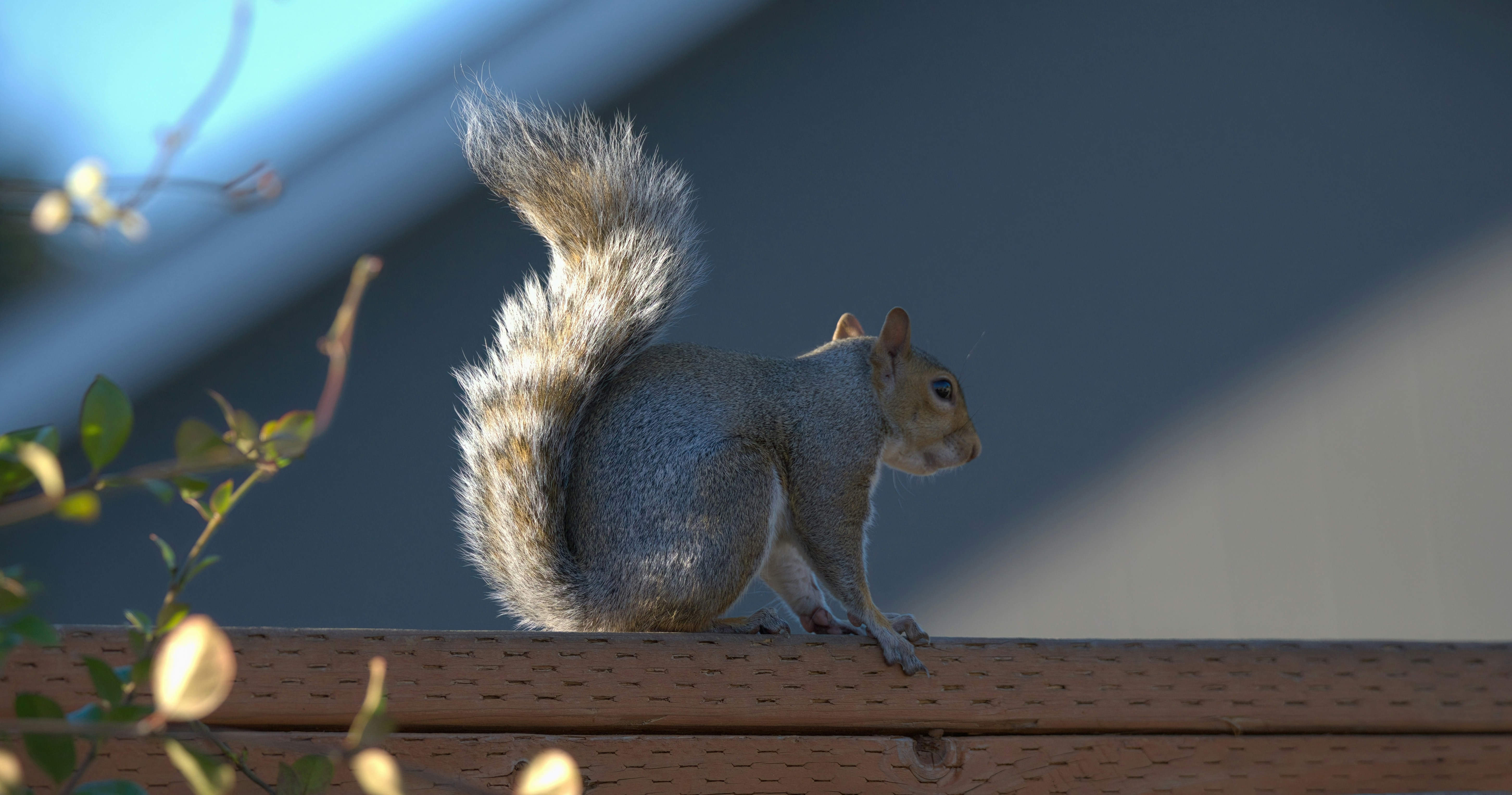 The Squirrel's Silent Watch