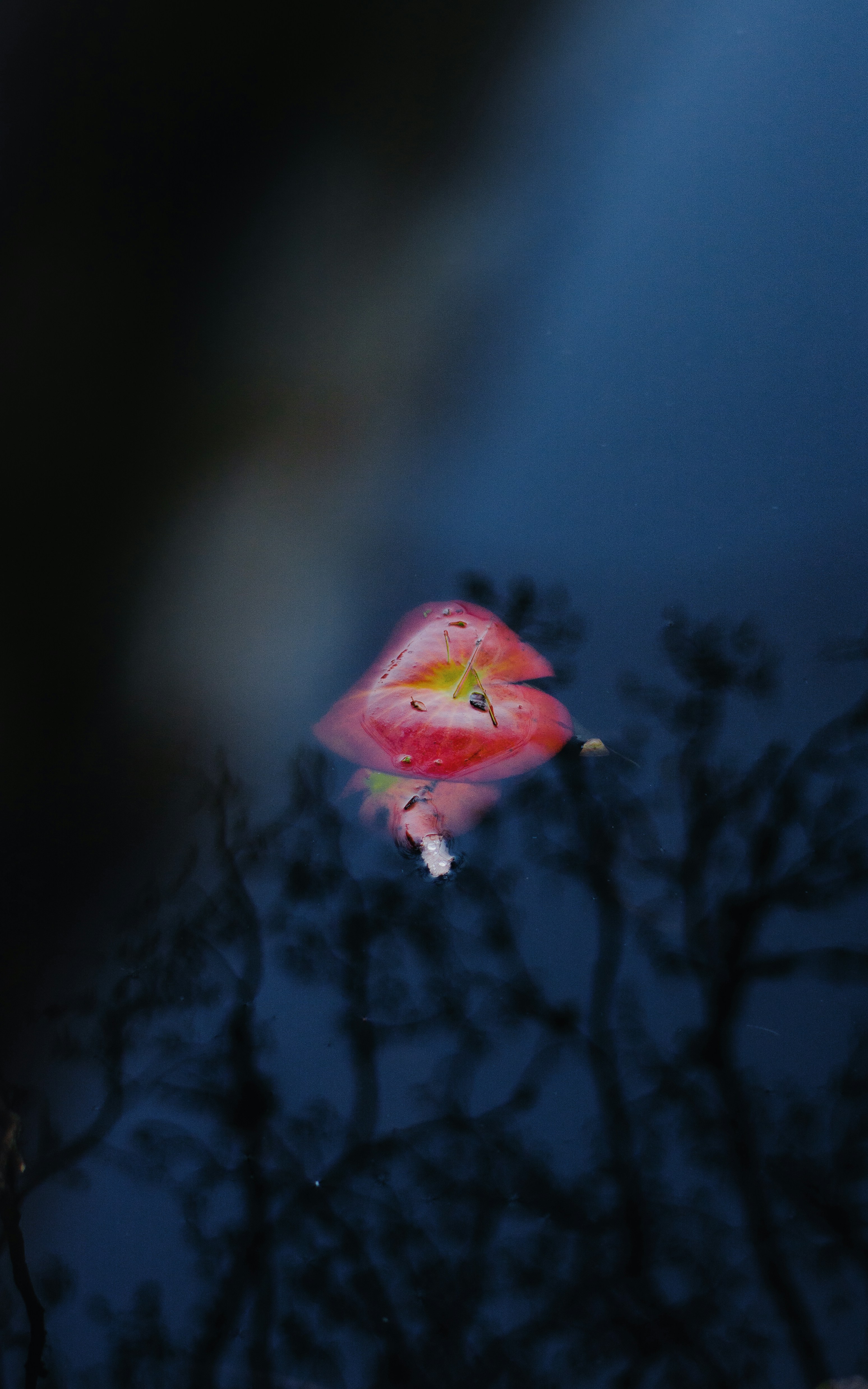 Floating Pink Petal on Moonlit Blue Water, with Tree Reflections
