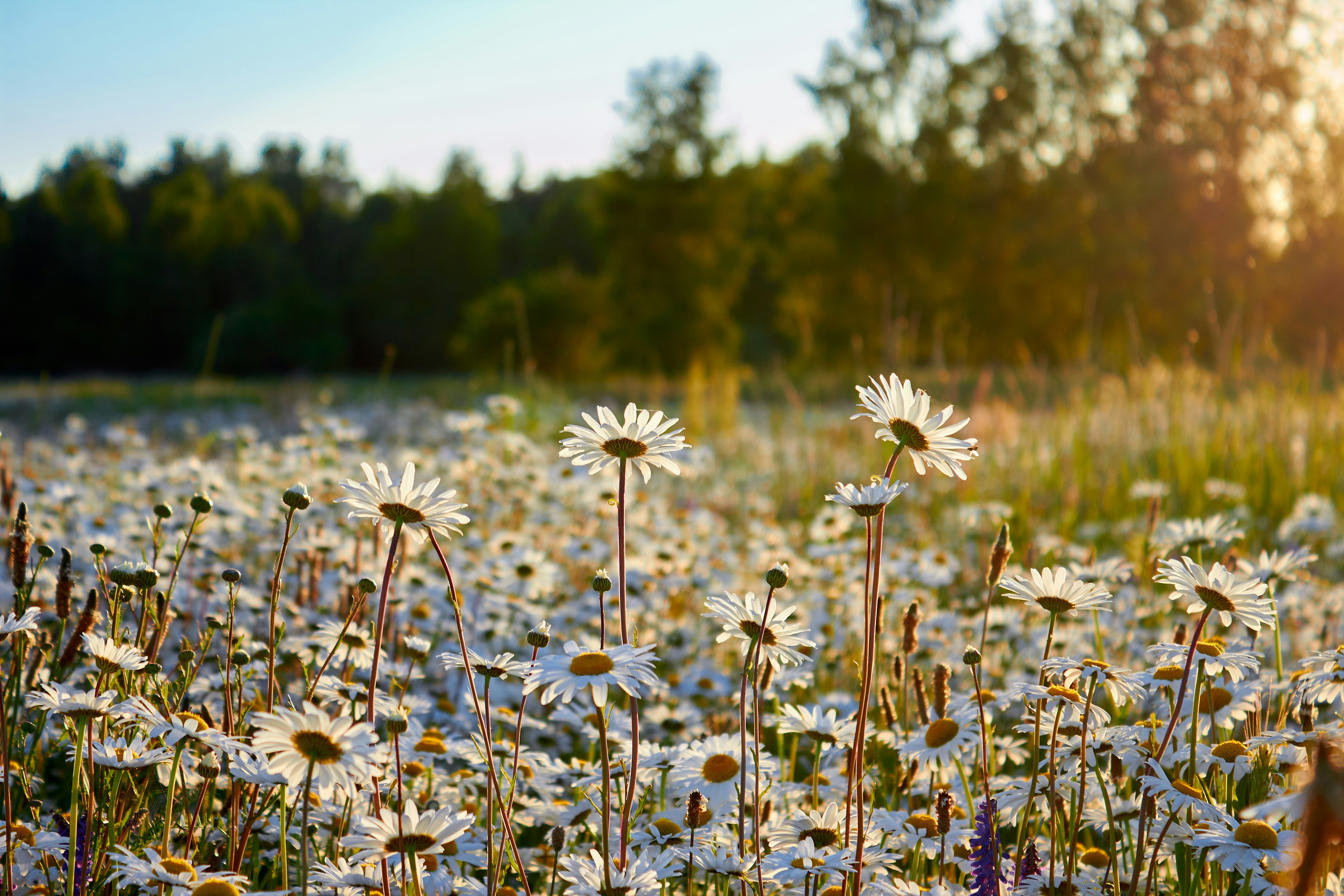 The meadow with camomiles a summer evening joyful landscape. Beautiful daisy flowers in sunny light in grassland.