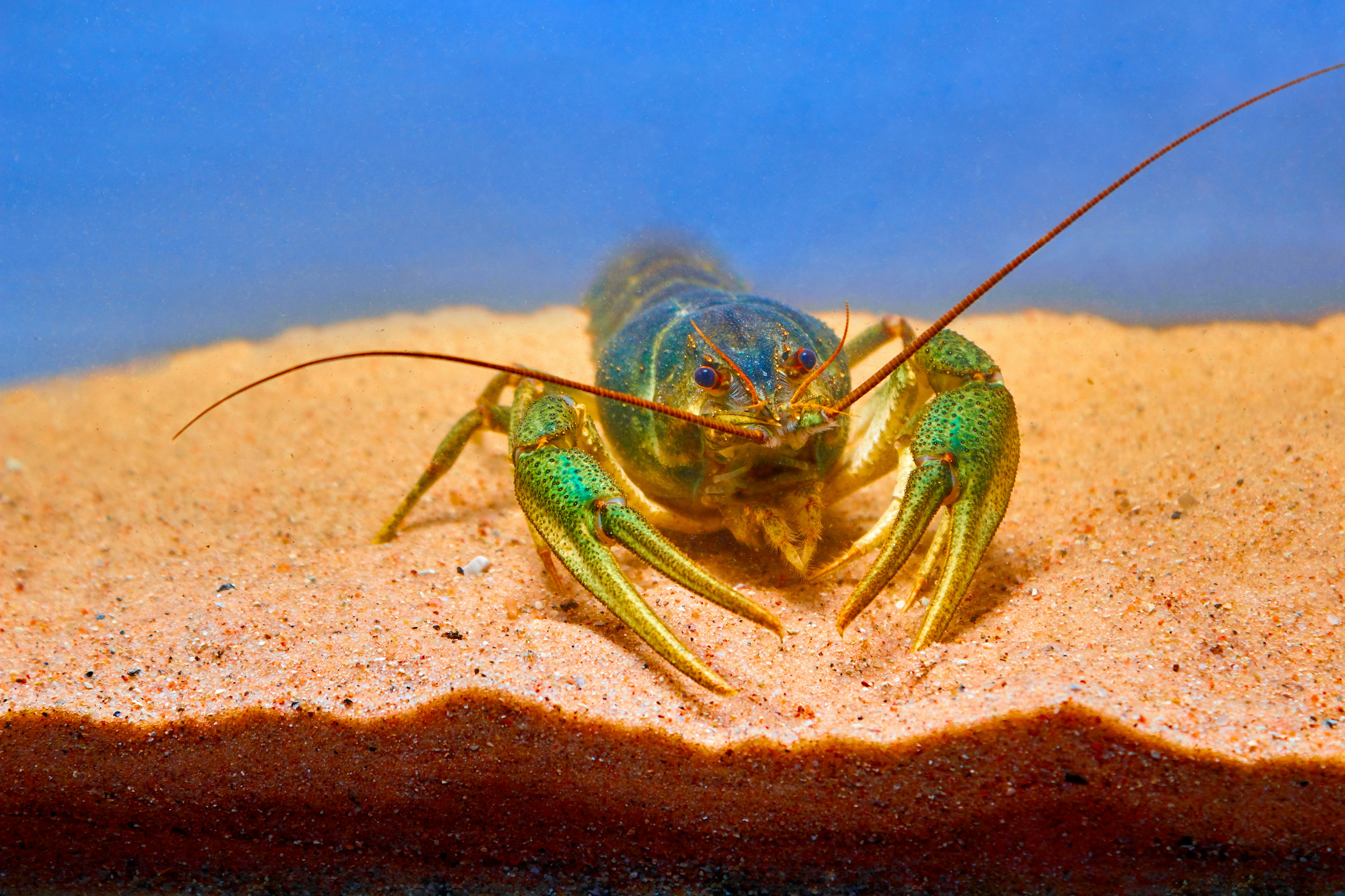 Aquatic Sentinel: Crayfish on Guard