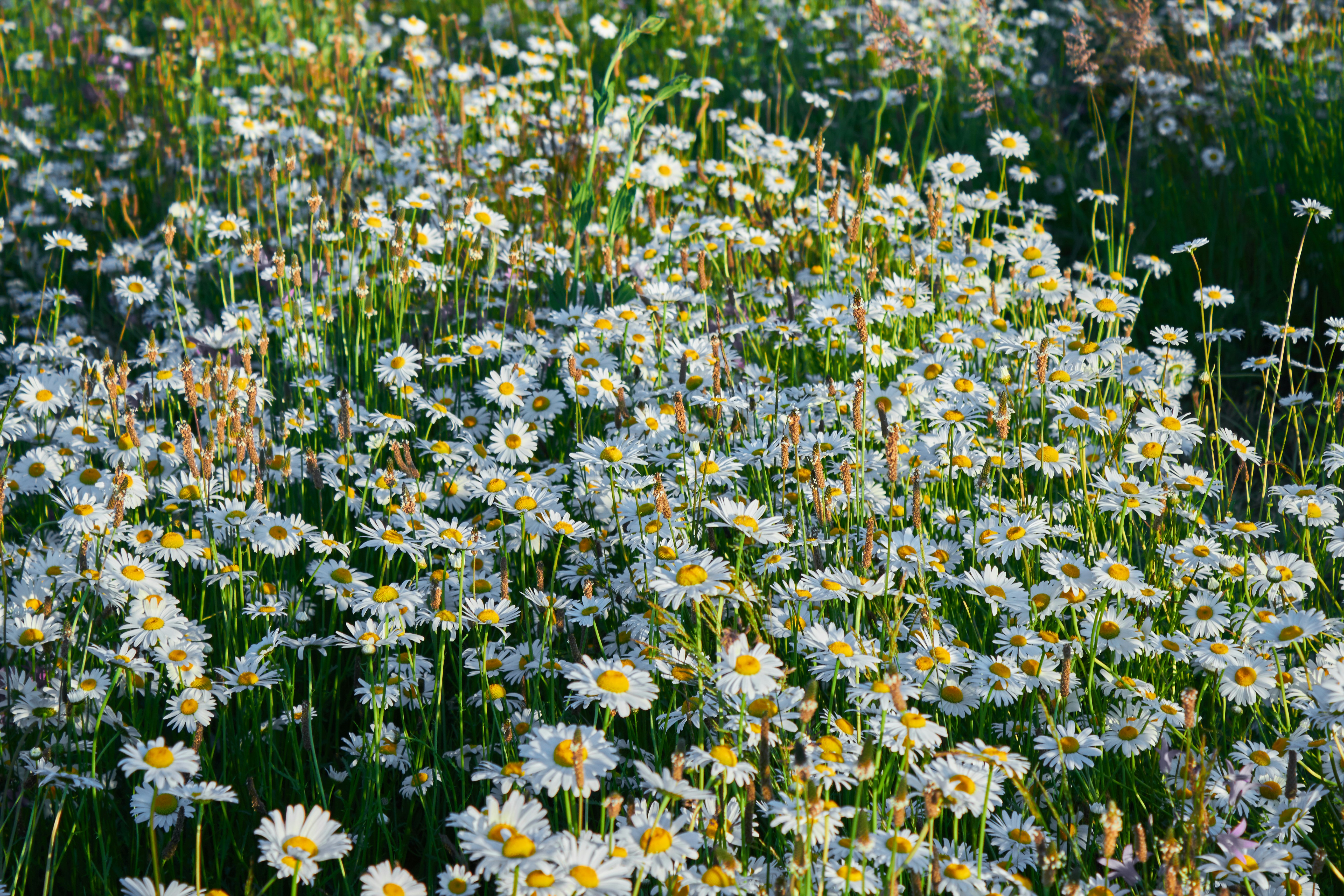 Directly above shot of lawn daisies growing among green grass. The meadow with camomiles a summer evening joyful landscape.