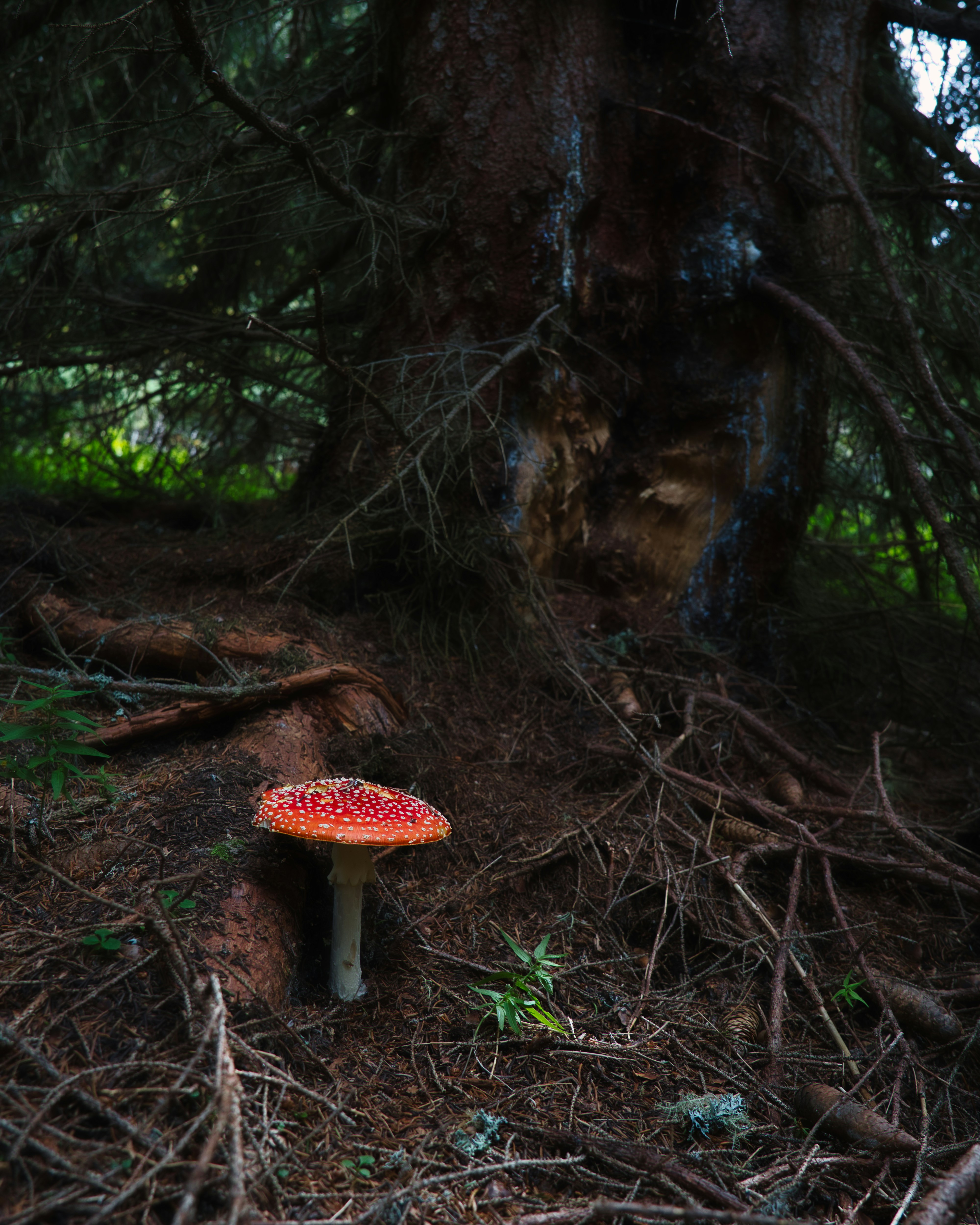 Crimson Cap Beneath the Roots: a solitary toadstool in dim forest light