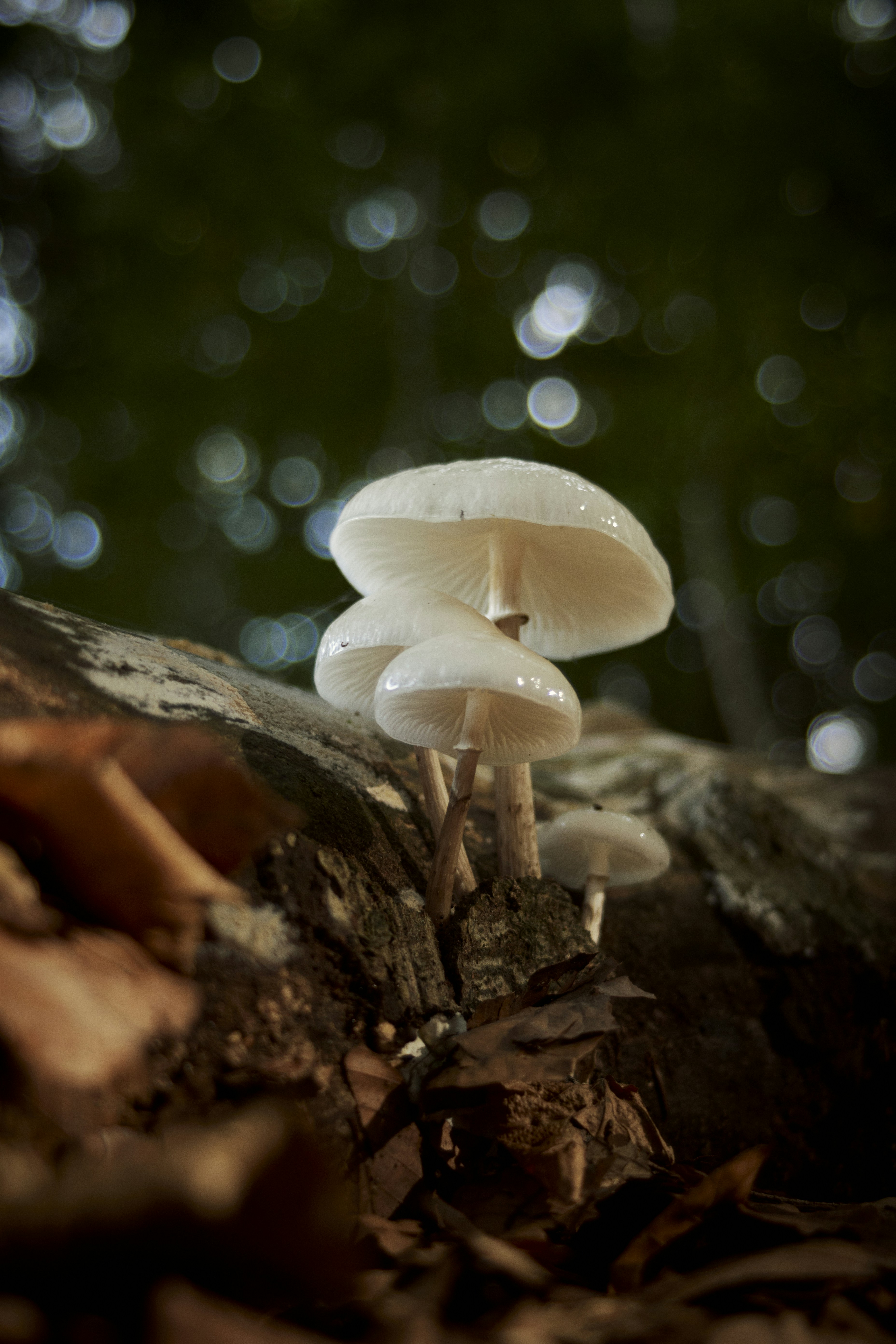 Un champignon blanc poussant hors du sol photo – Photo La France ...