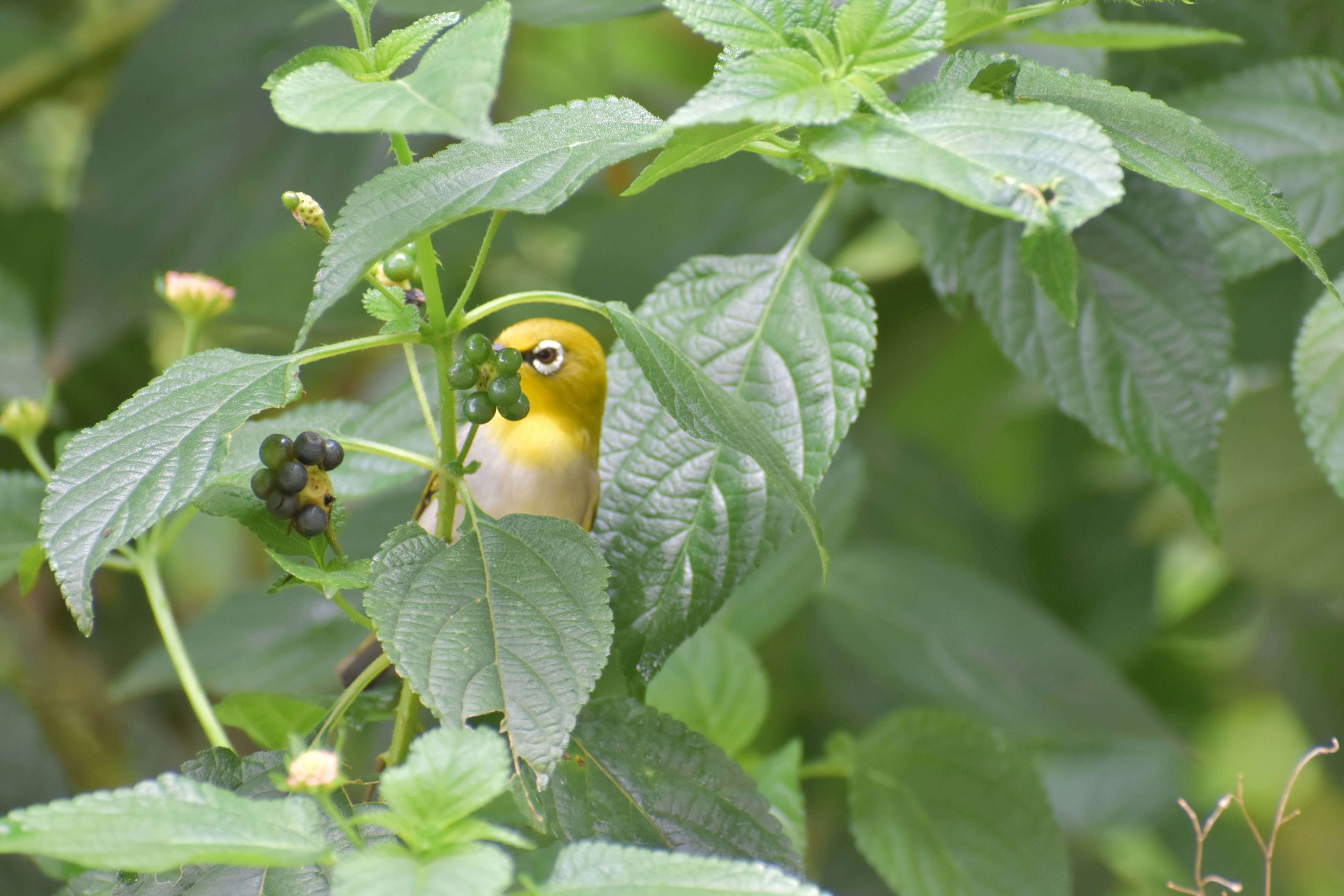 A yellow bird on a plant photo – Free Bird Image on Unsplash